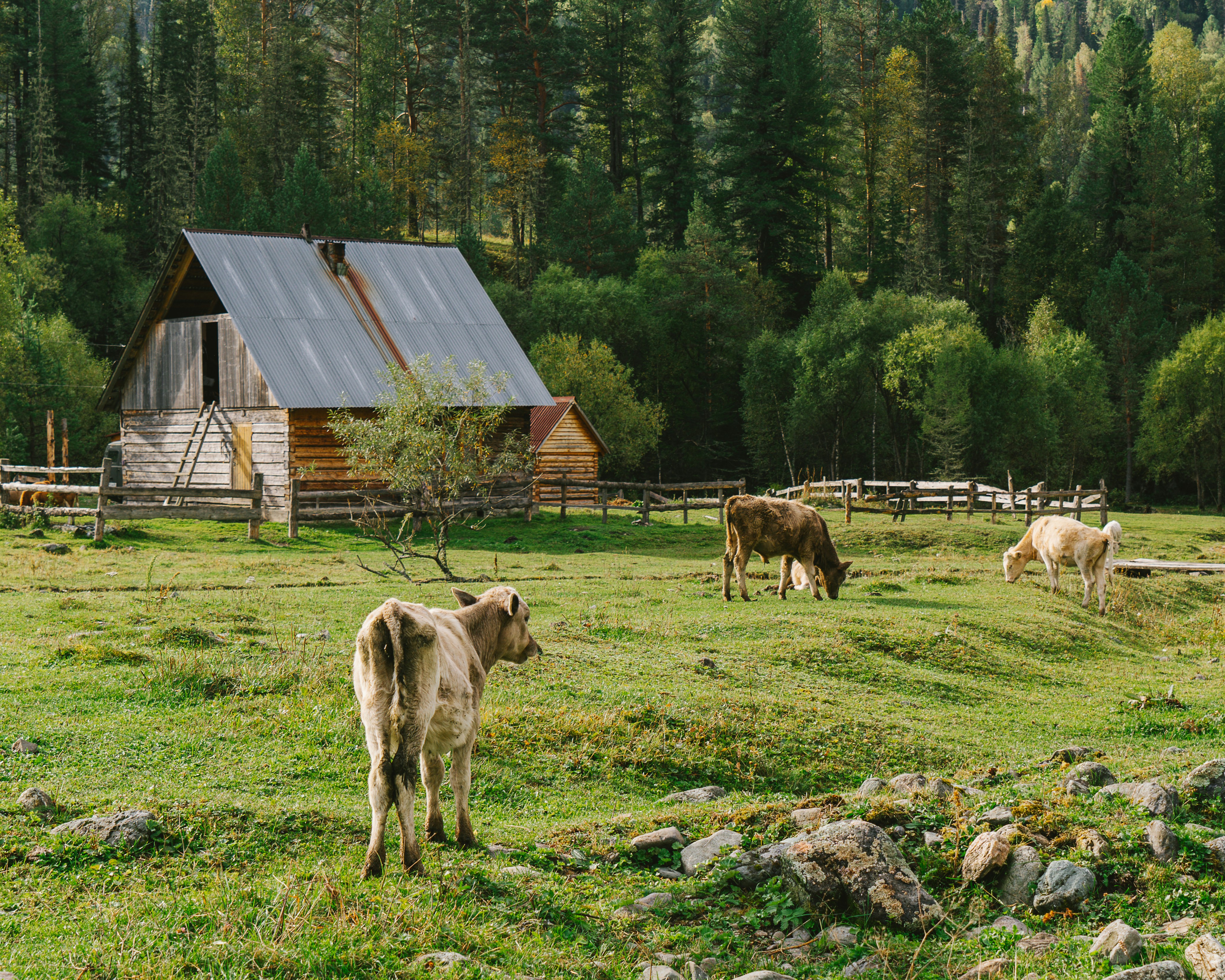 Forefront Foal in a Sunlit Meadow by a Rustic Barn
