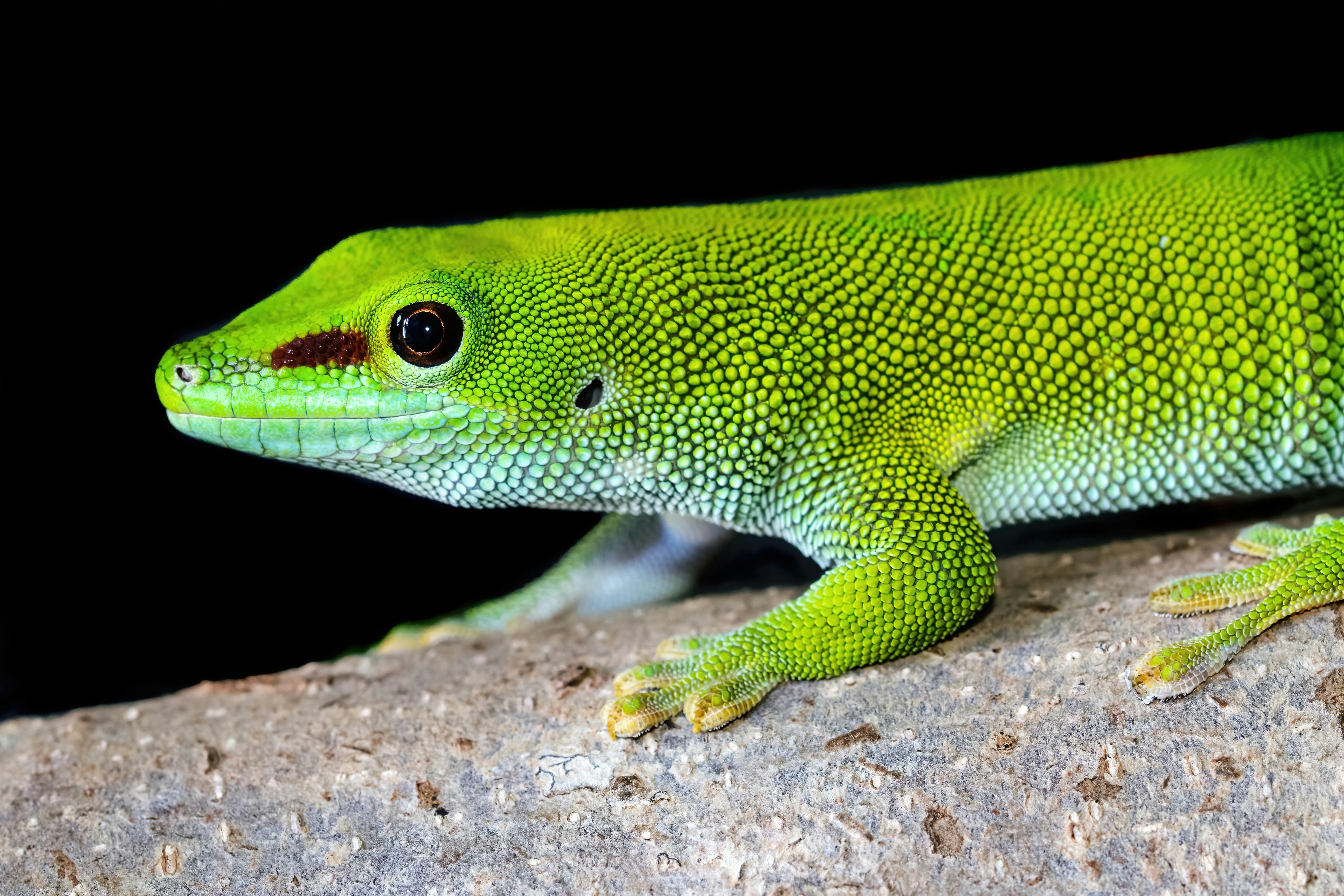 Close-up of a vibrant green gecko resting on a textured surface, showcasing its intricate skin patterns and striking eyes.
