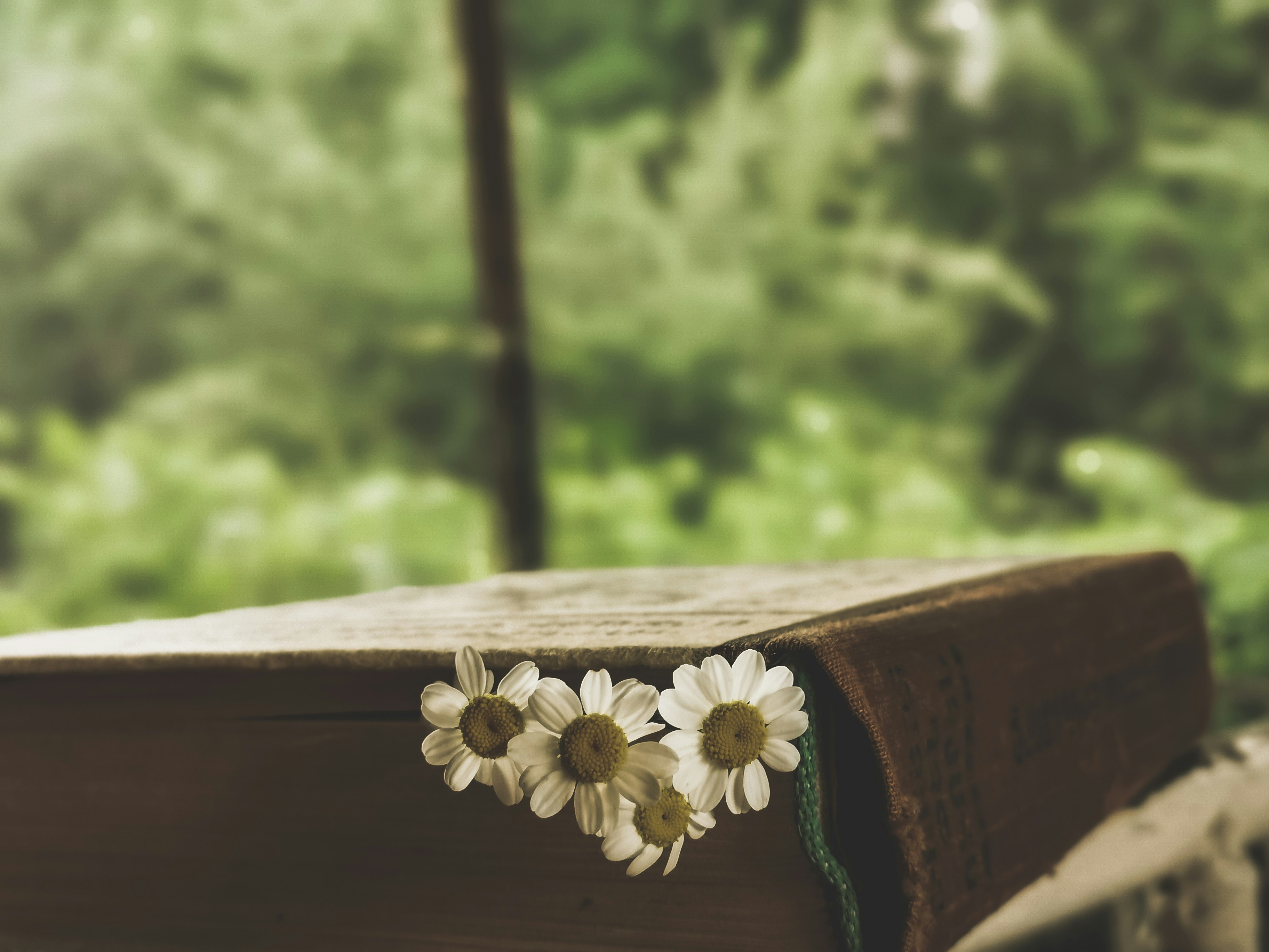 Foto Un primer plano de un libro con flores – Imagen Tardecita gratis ...