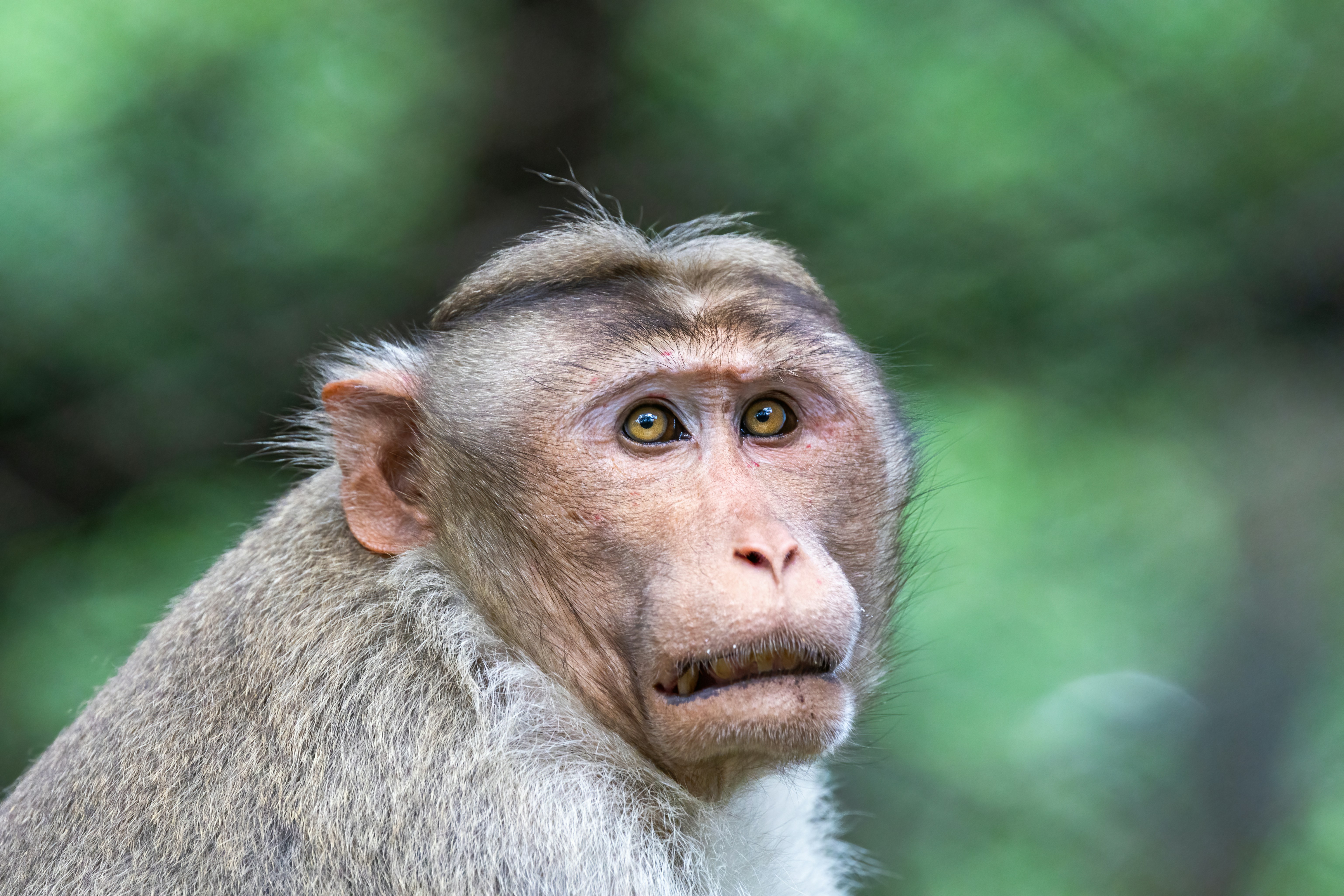 A close up of a monkey with a blurry background photo – Free ...