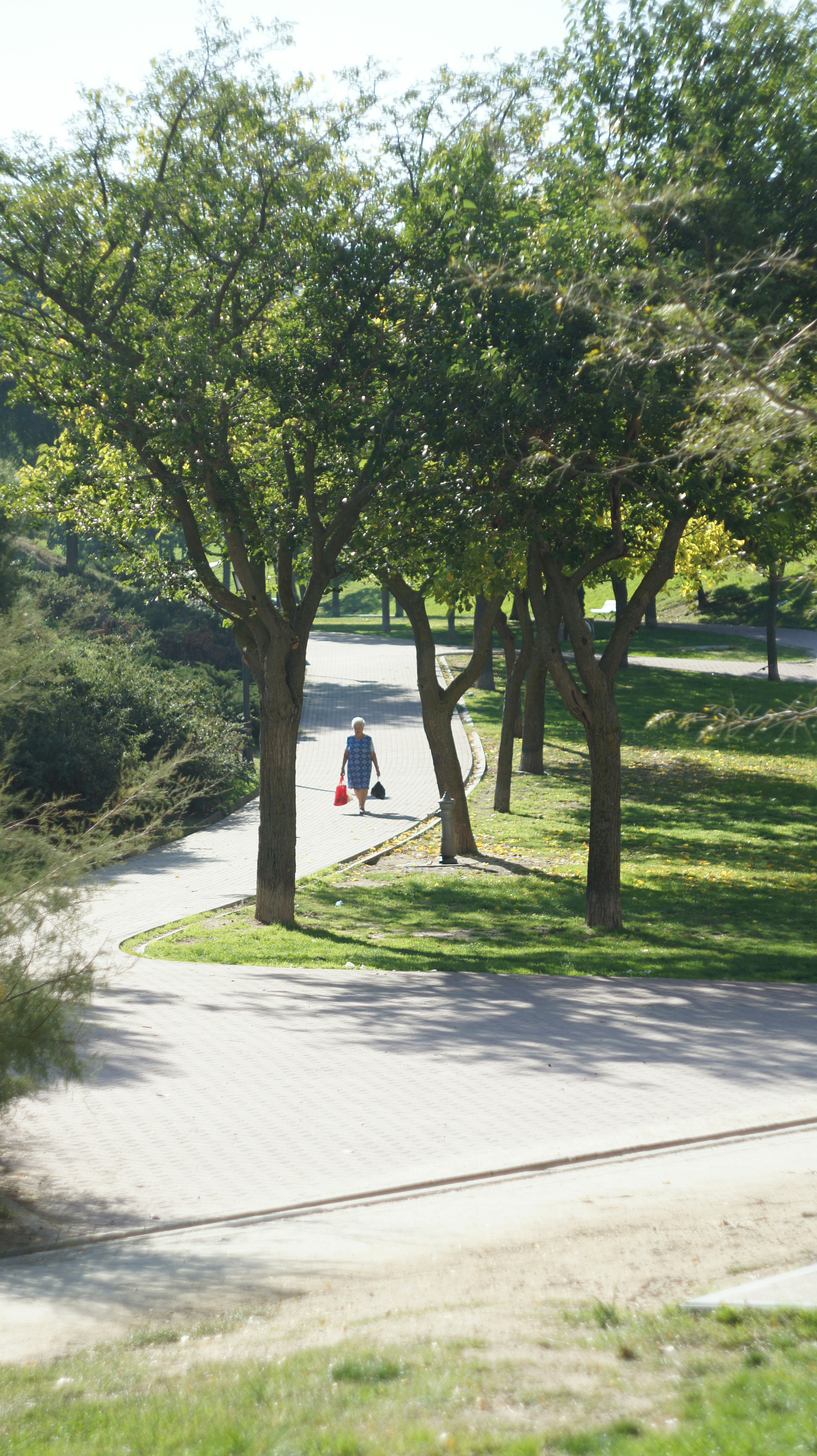A person walking down a path between two trees photo – Free Madrid ...