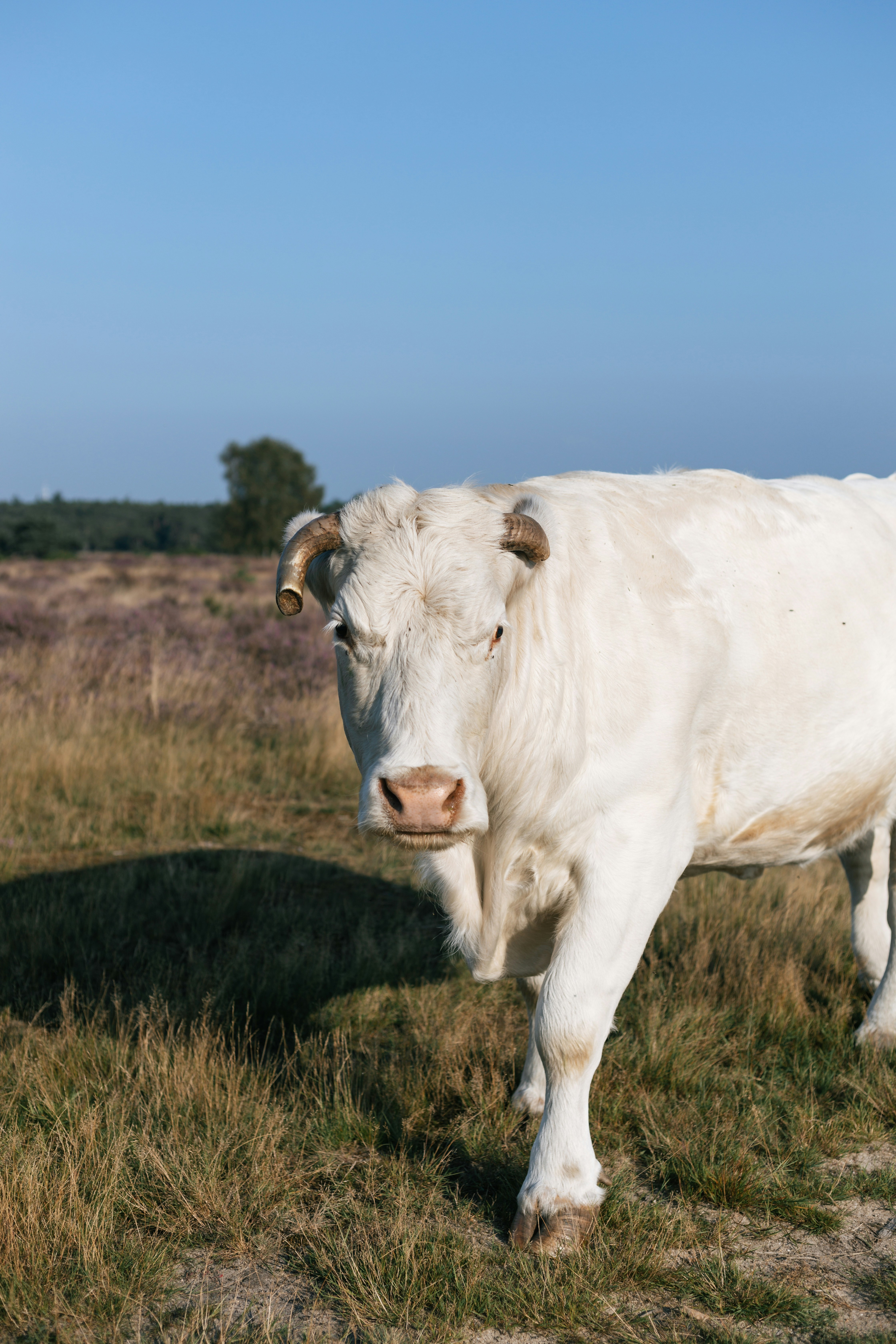 Une vache blanche debout dans un champ herbeux photo – Image gratuite ...