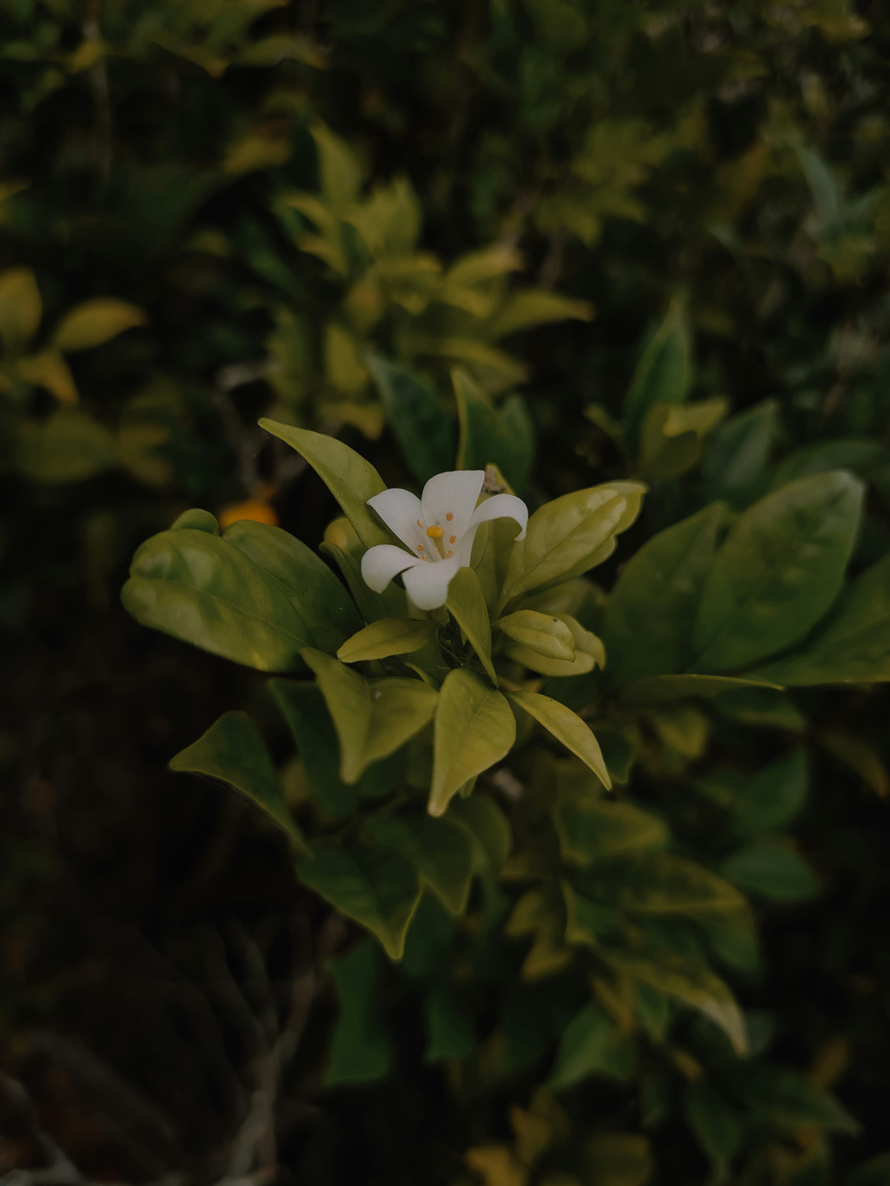 Close-up photograph of a white blossom framed by variegated green leaves, set against a shadowy background.
