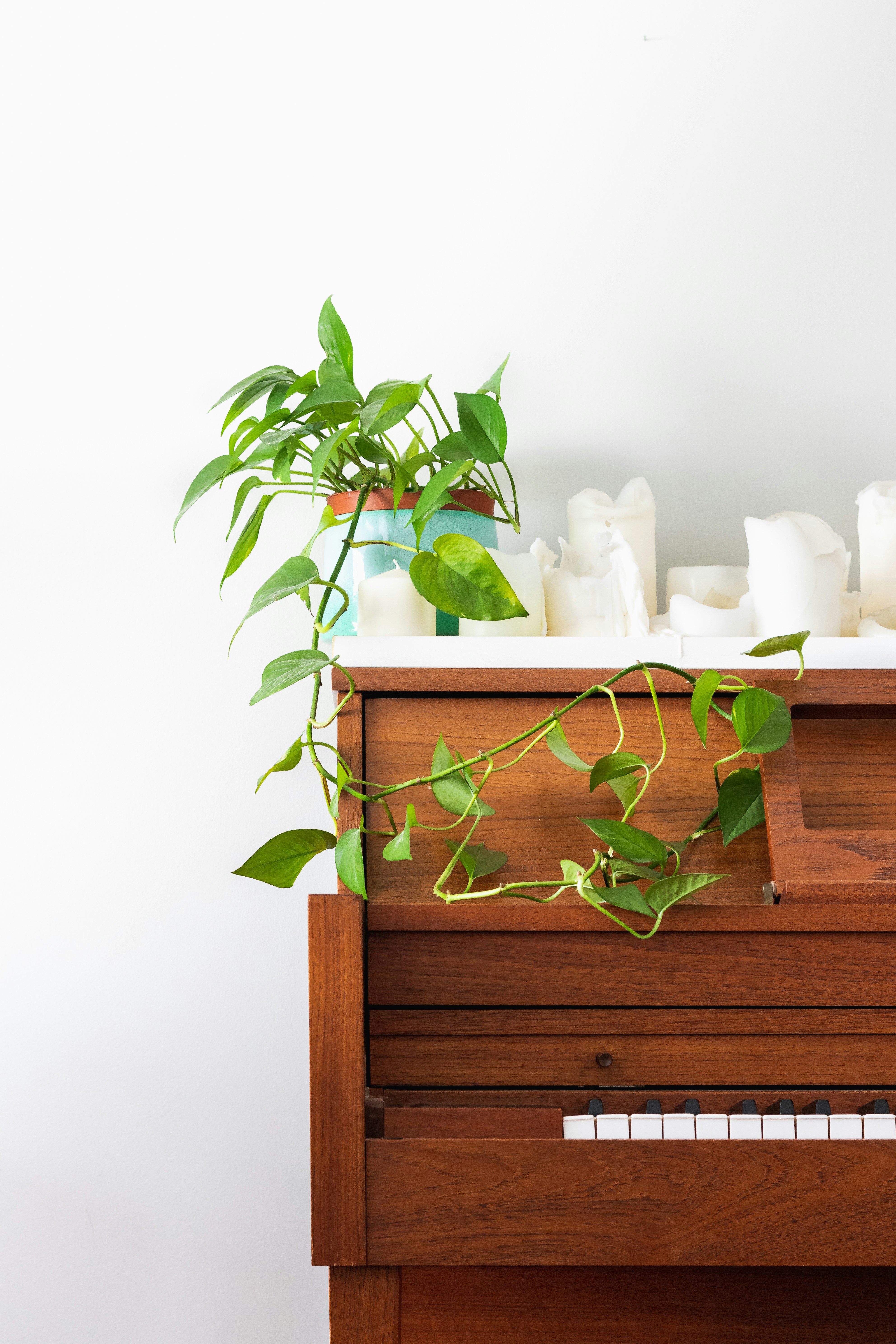 A wooden piano adorned with vibrant green plants, set against a minimalist white wall. The scene evokes a serene atmosphere of creativity and growth.