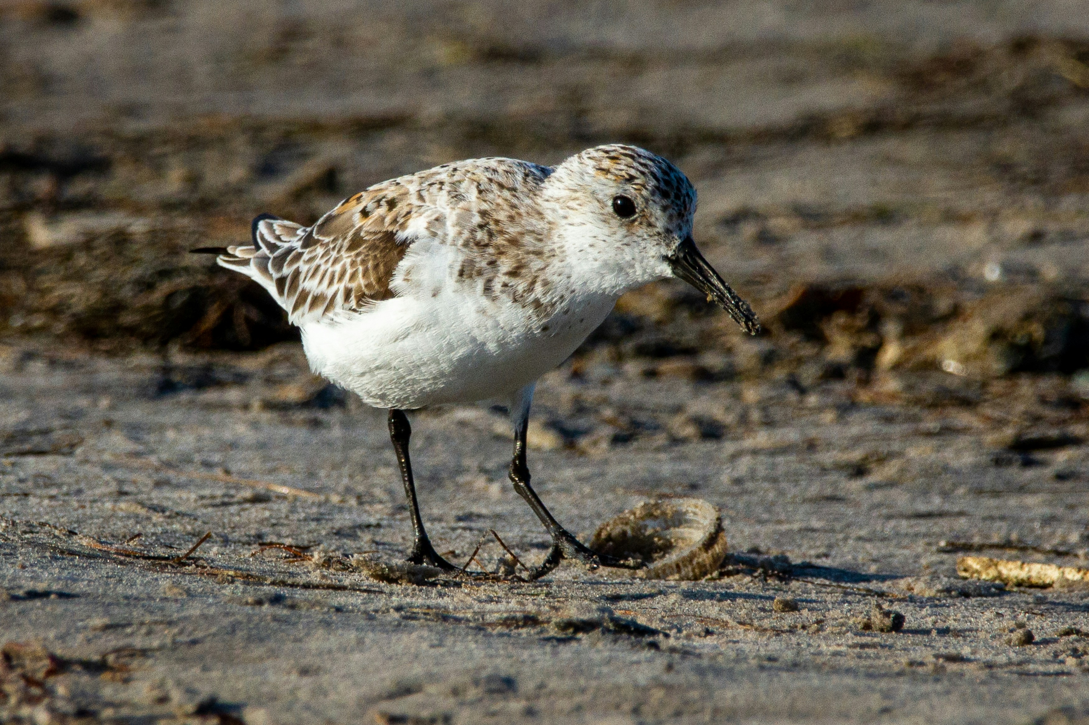 A small shorebird foraging for food on a sandy beach, showcasing its delicate features and natural habitat.