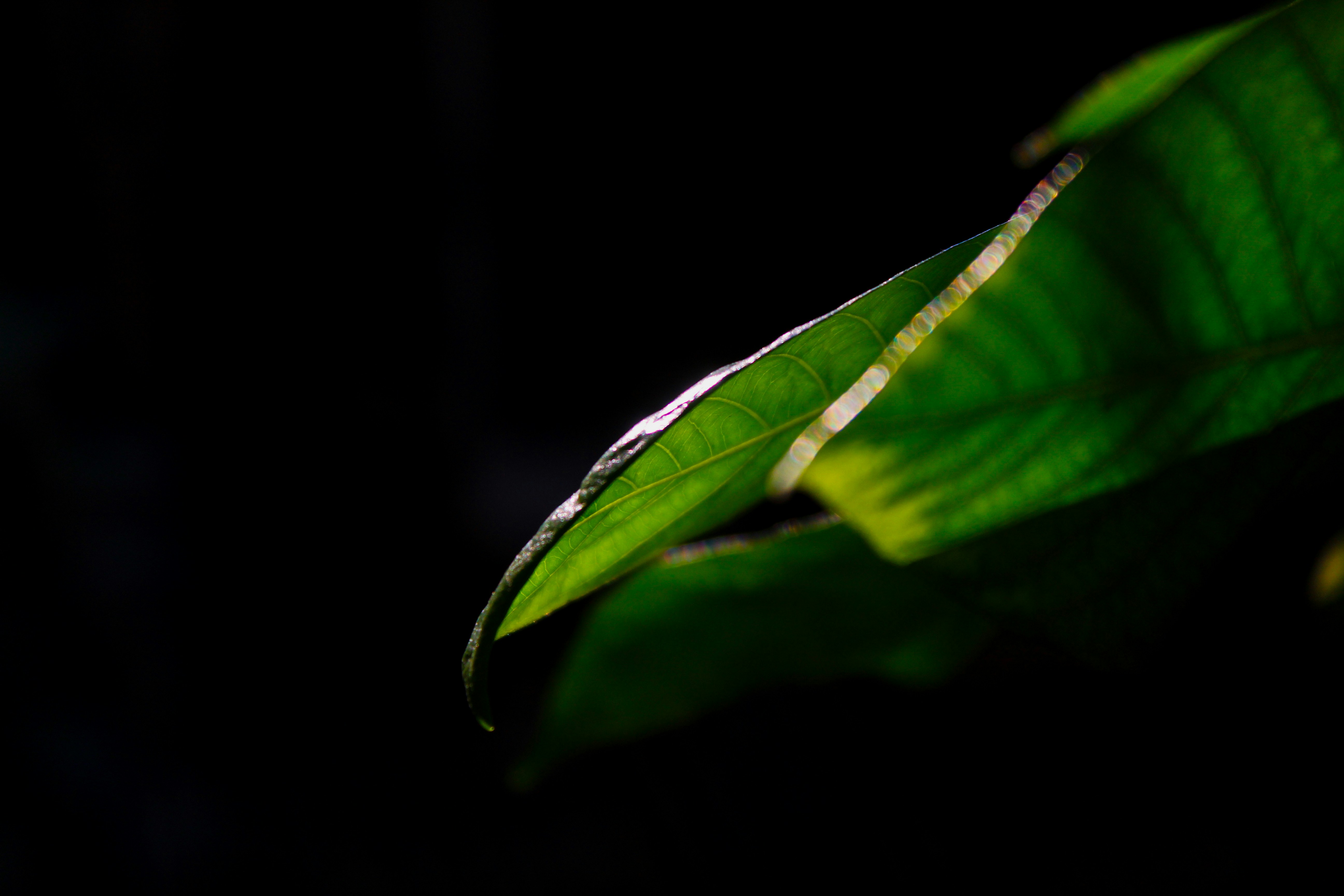 Ayon Roy (@eyeroydreadgo) | Comunidade de fotos da Unsplash