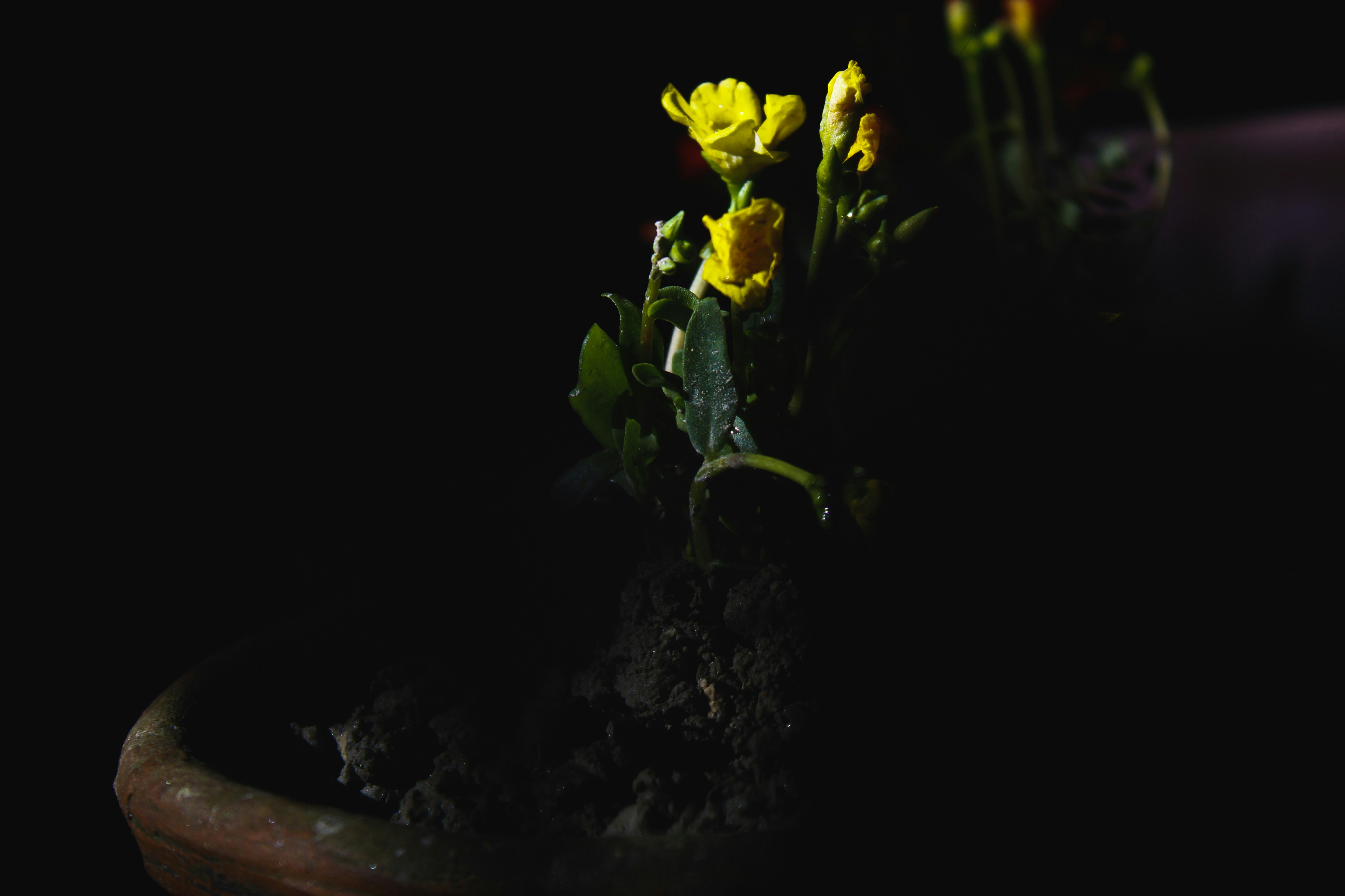 Ayon Roy (@eyeroydreadgo) | Comunidade de fotos da Unsplash