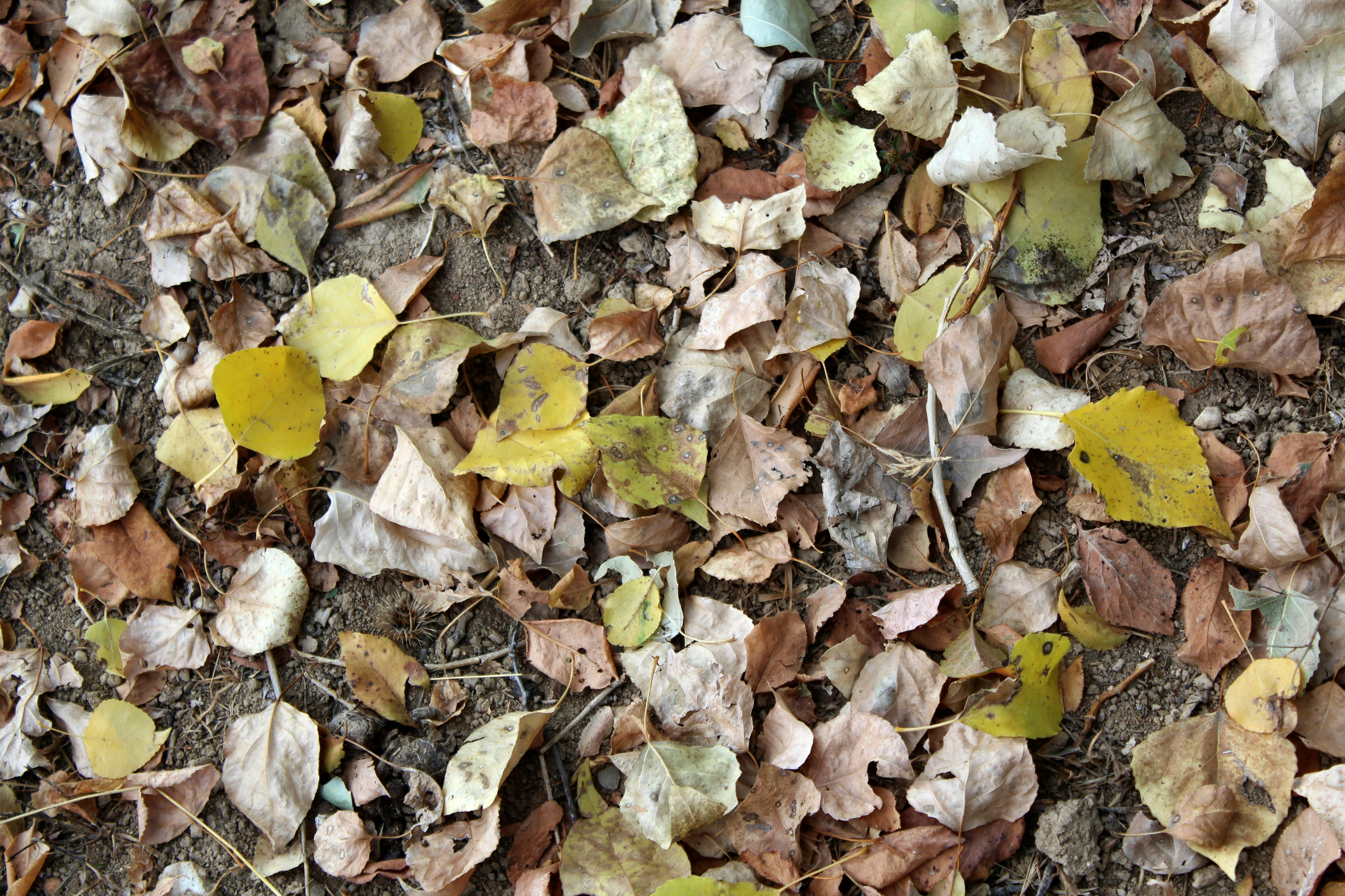 a bunch of leaves that are on the ground