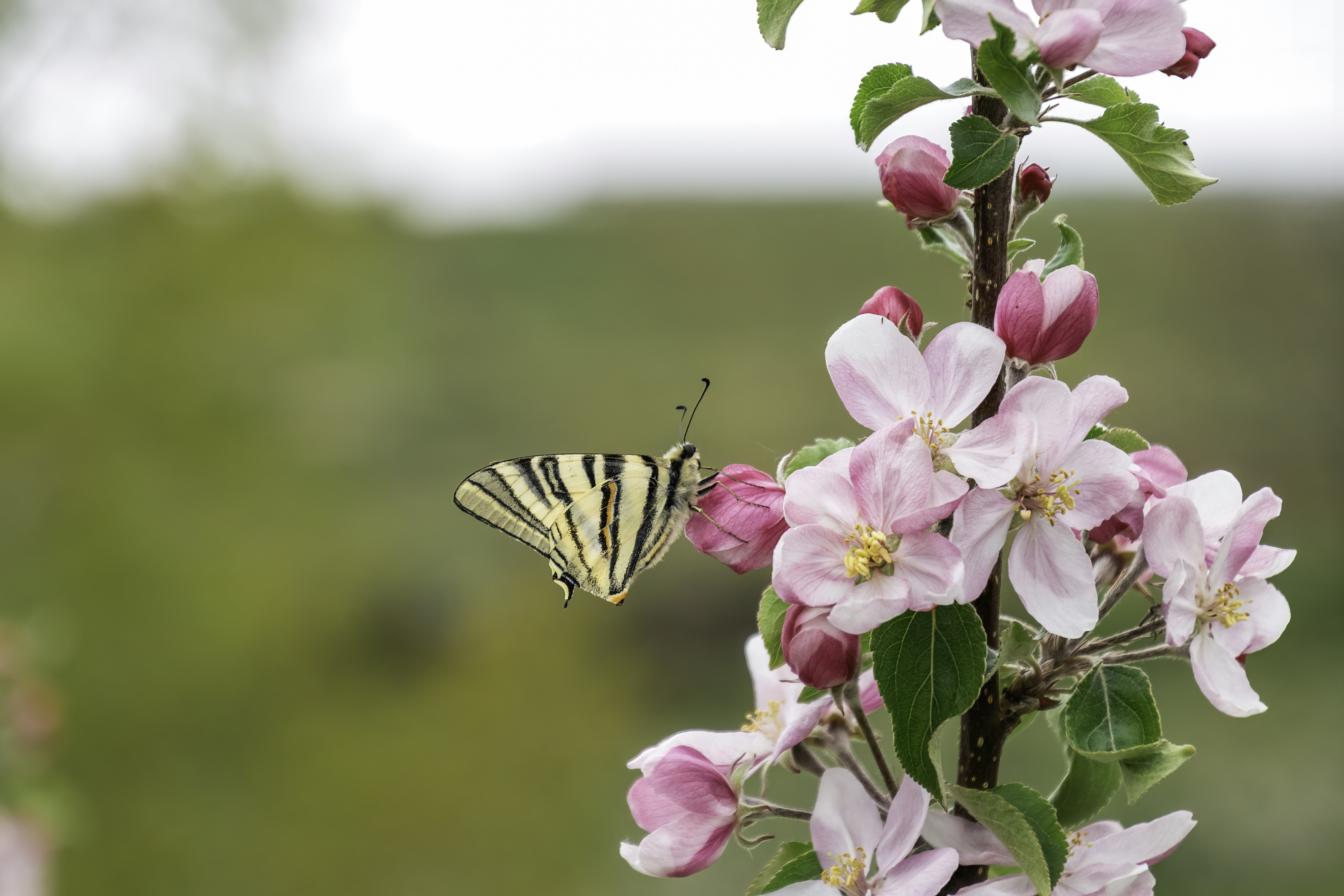 A butterfly delicately perched on blooming pink flowers, surrounded by lush greenery. The scene captures the essence of spring's renewal.