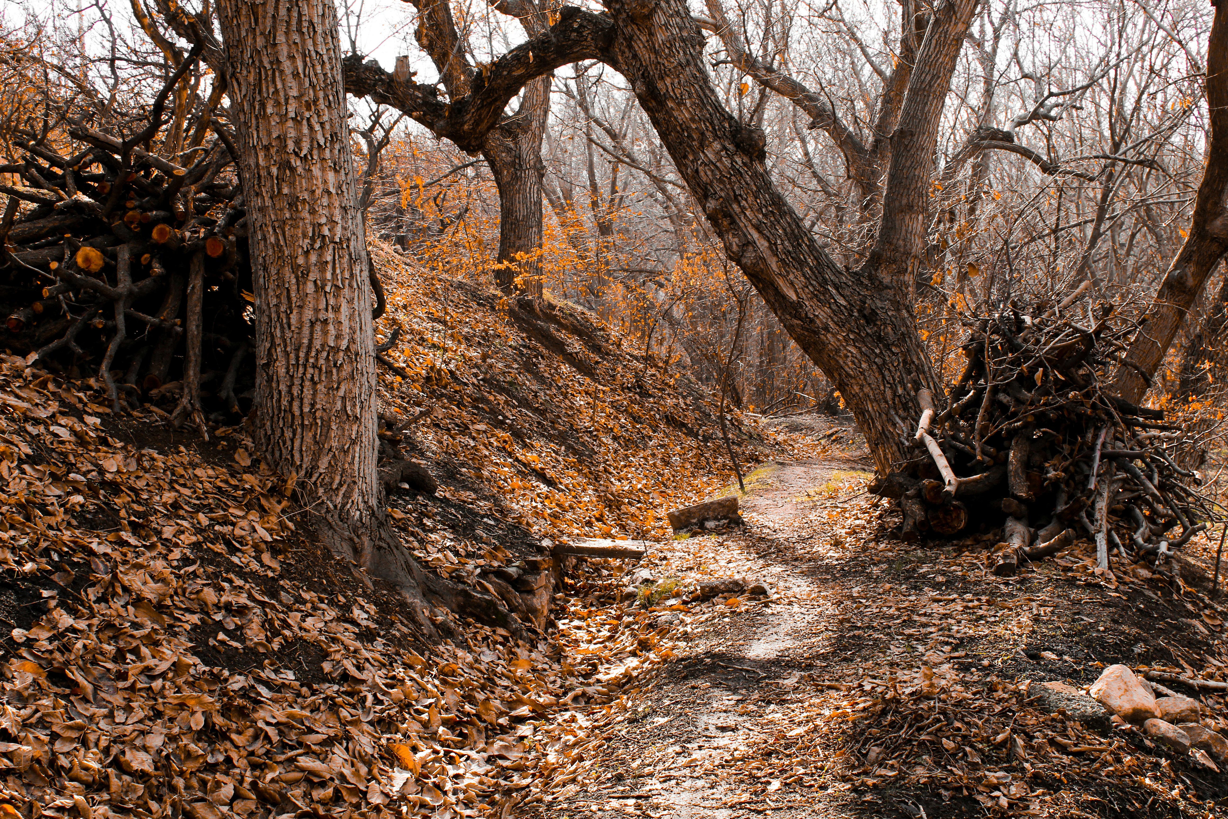 A dirt path surrounded by trees and fallen leaves photo – Free ...