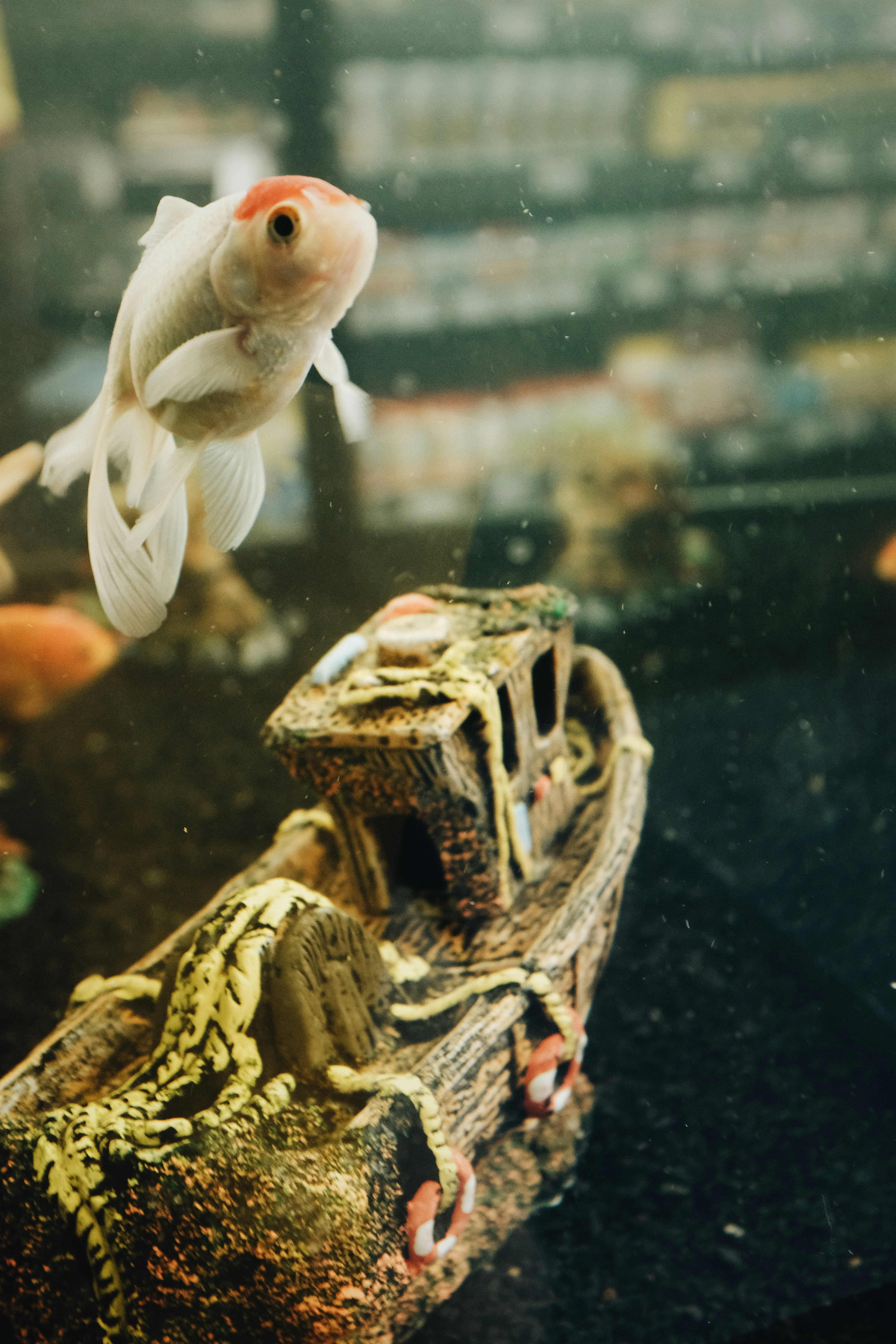 Goldfish Overlook: A Curious Swim by the Dismantled Vessel