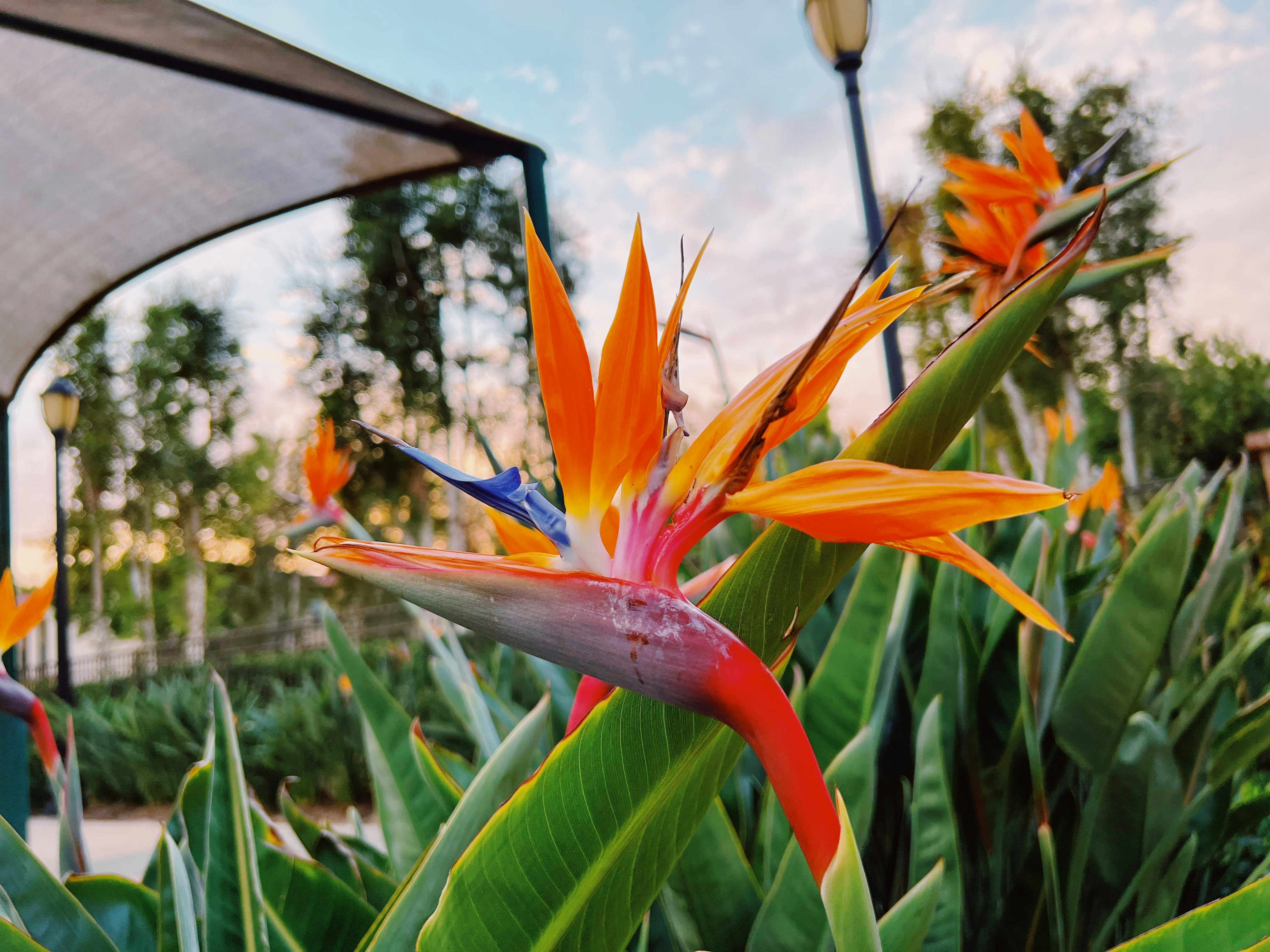 Tropical Bird-of-Paradise Crown in a Sunlit Garden