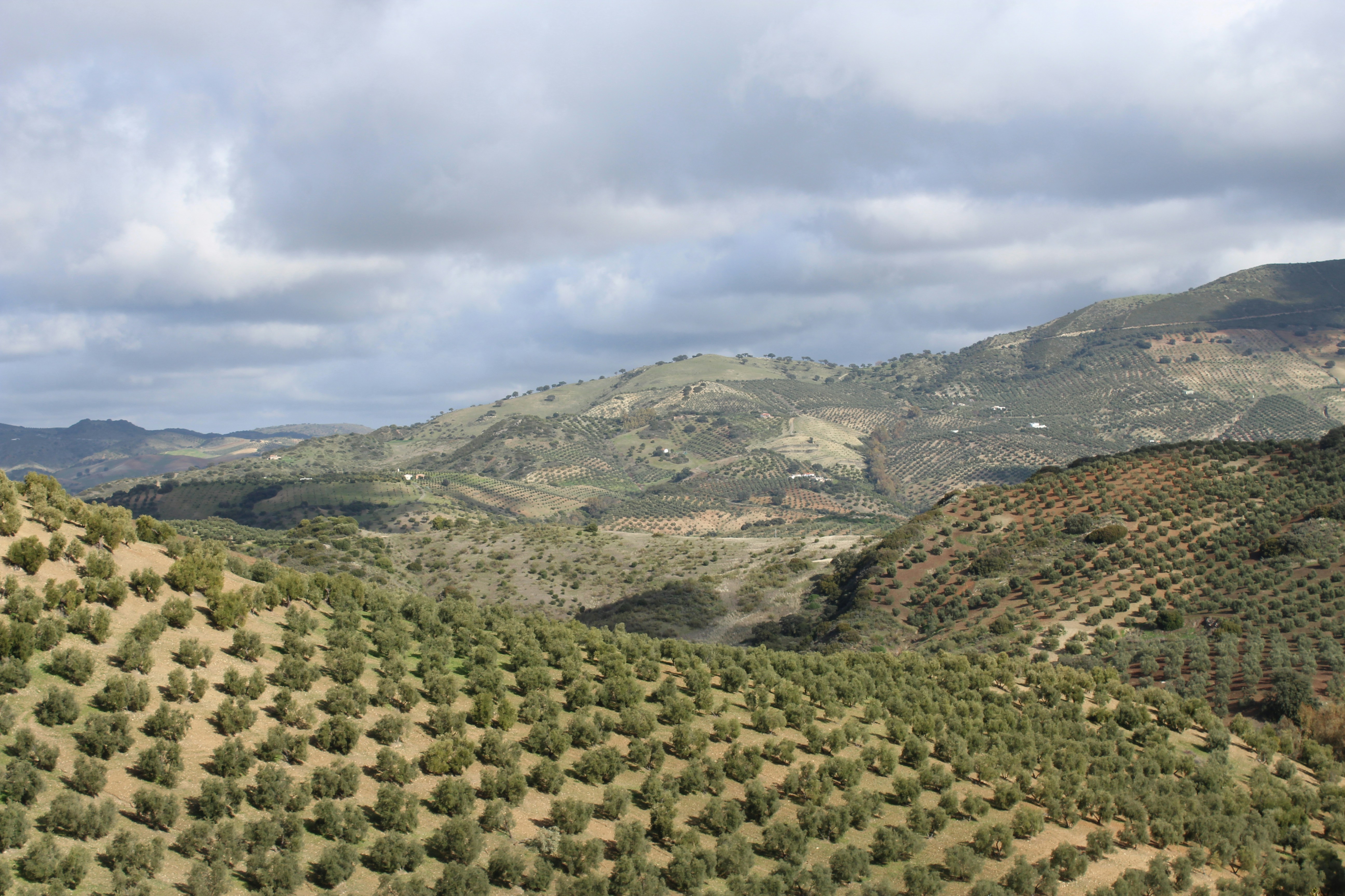 Expansive view of undulating hills covered with olive trees under a cloudy sky. The landscape showcases the agricultural beauty of the region.