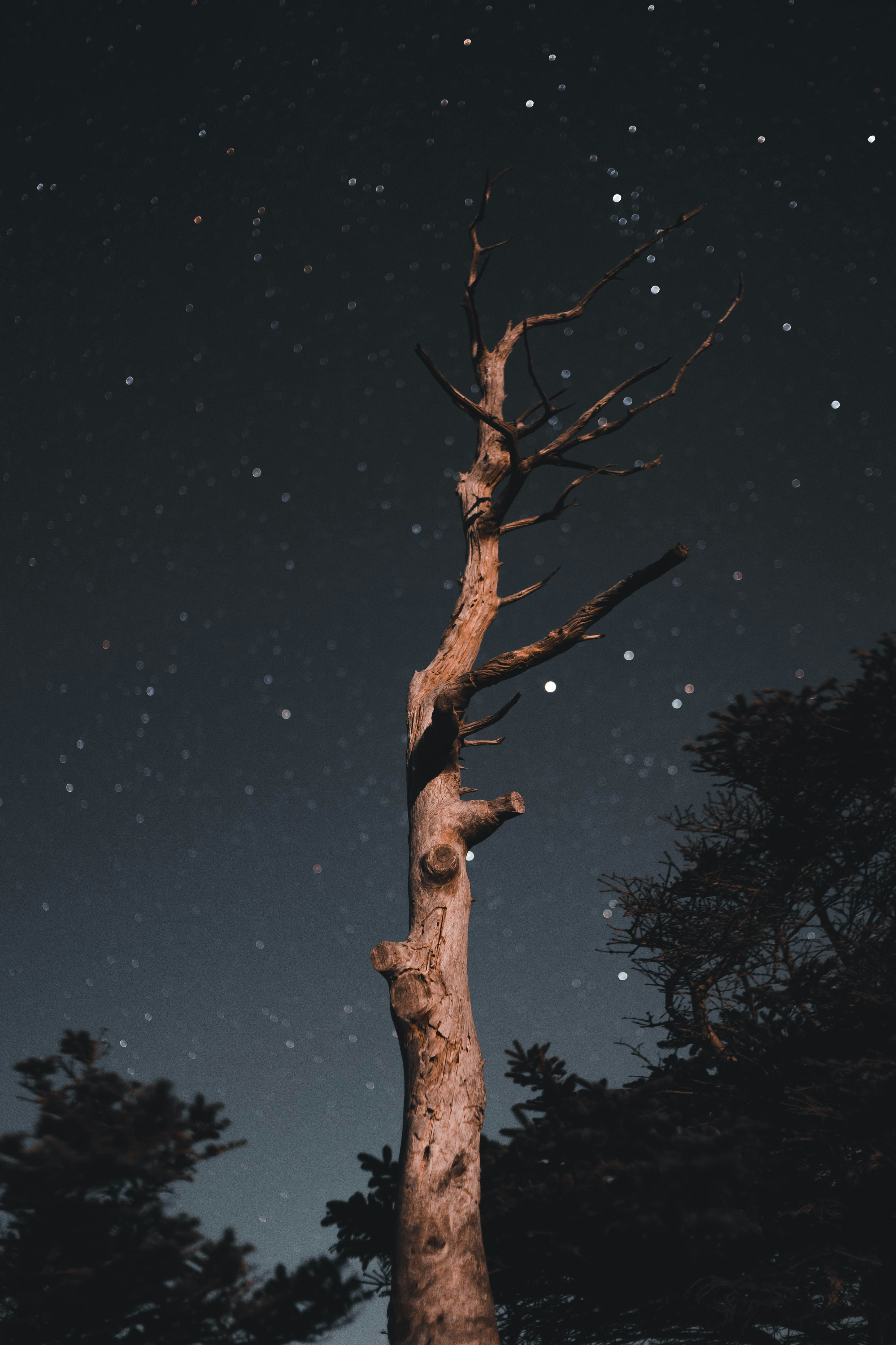 Moonlit Sentinel: A lone dead tree Reaches for the Starry Night