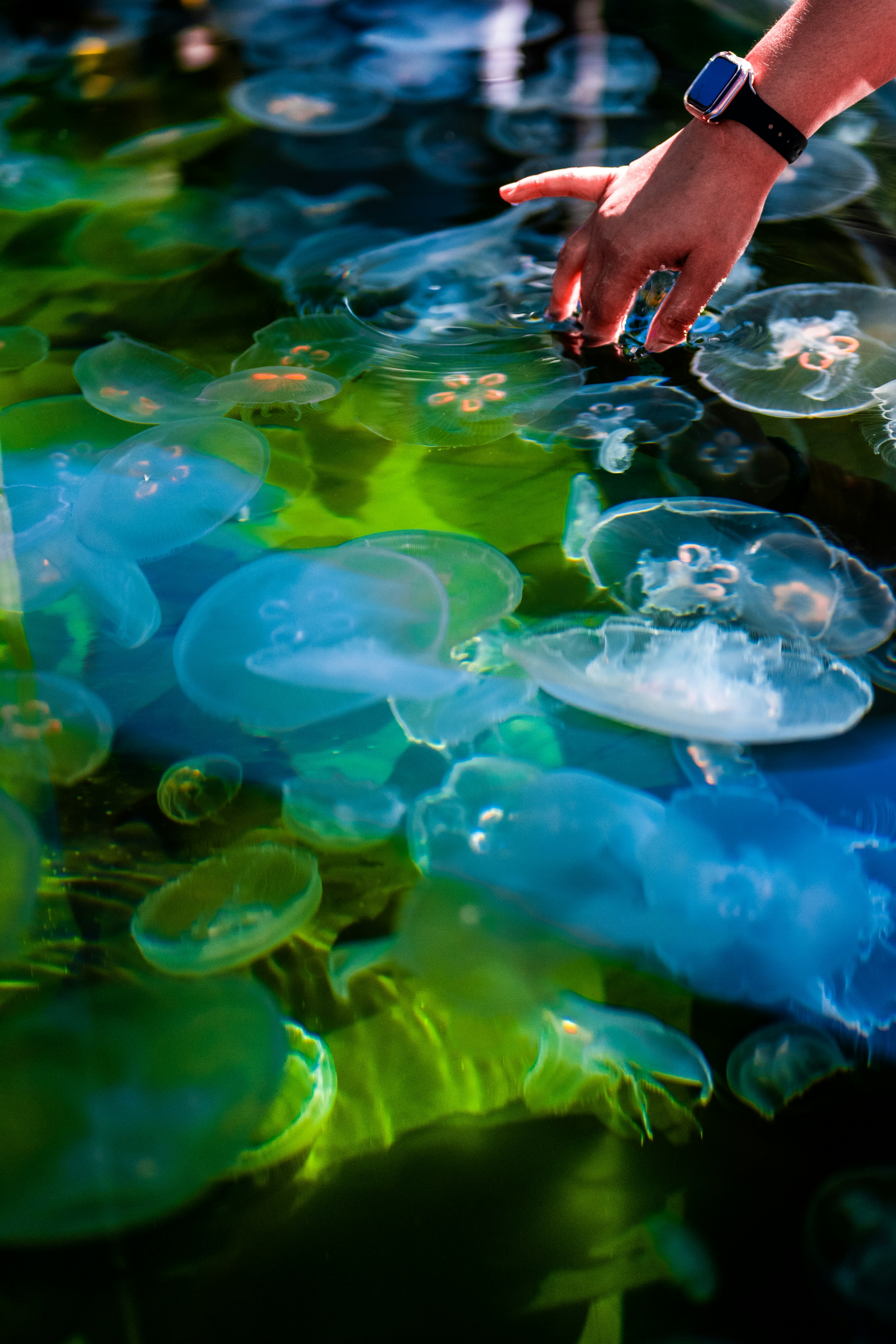 A Serene Encounter with Jellyfish