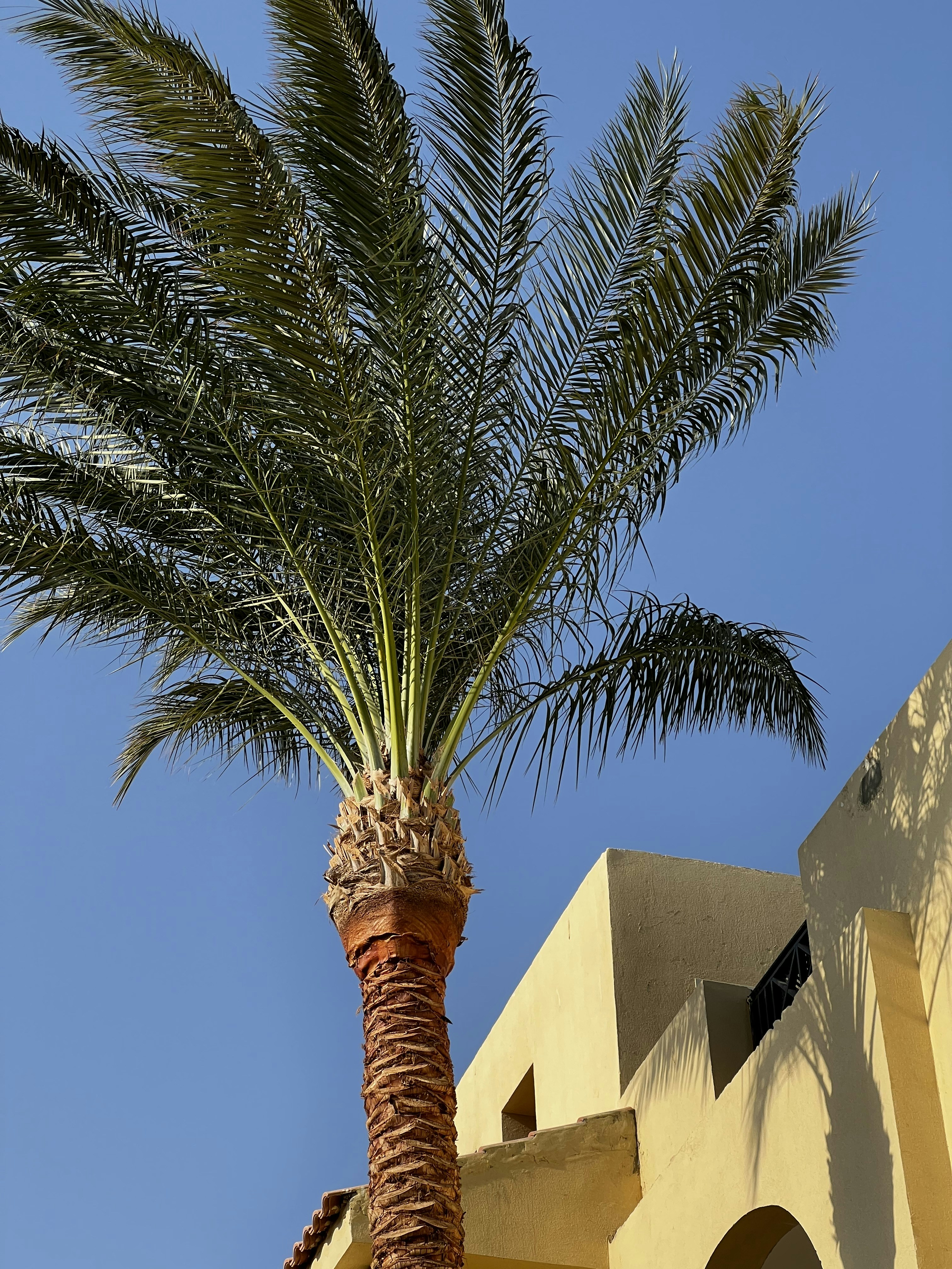 Lush palm tree with vibrant fronds reaching towards a bright blue sky, juxtaposed with architectural elements below.