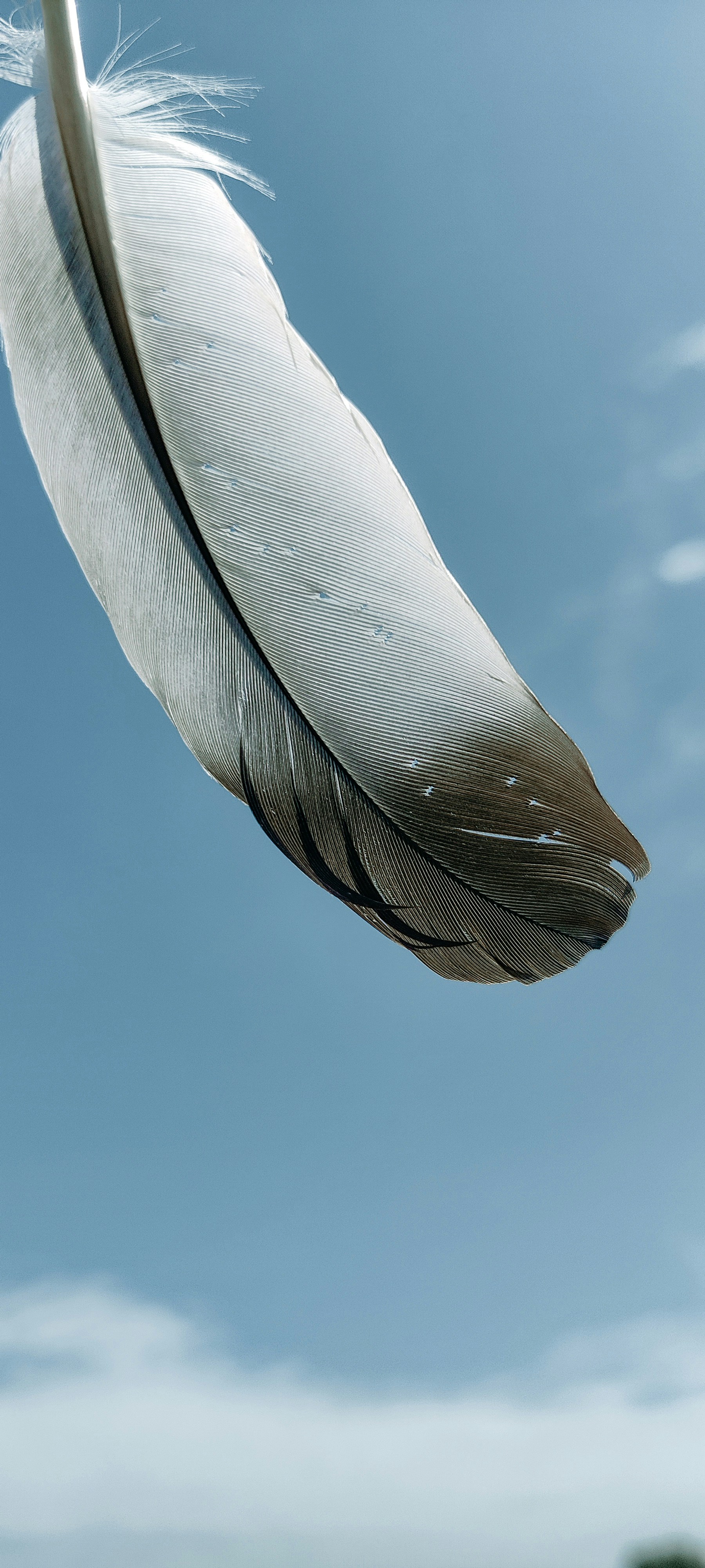 Delicate feather suspended against a clear blue sky, showcasing intricate details and textures. The soft light highlights its graceful form.