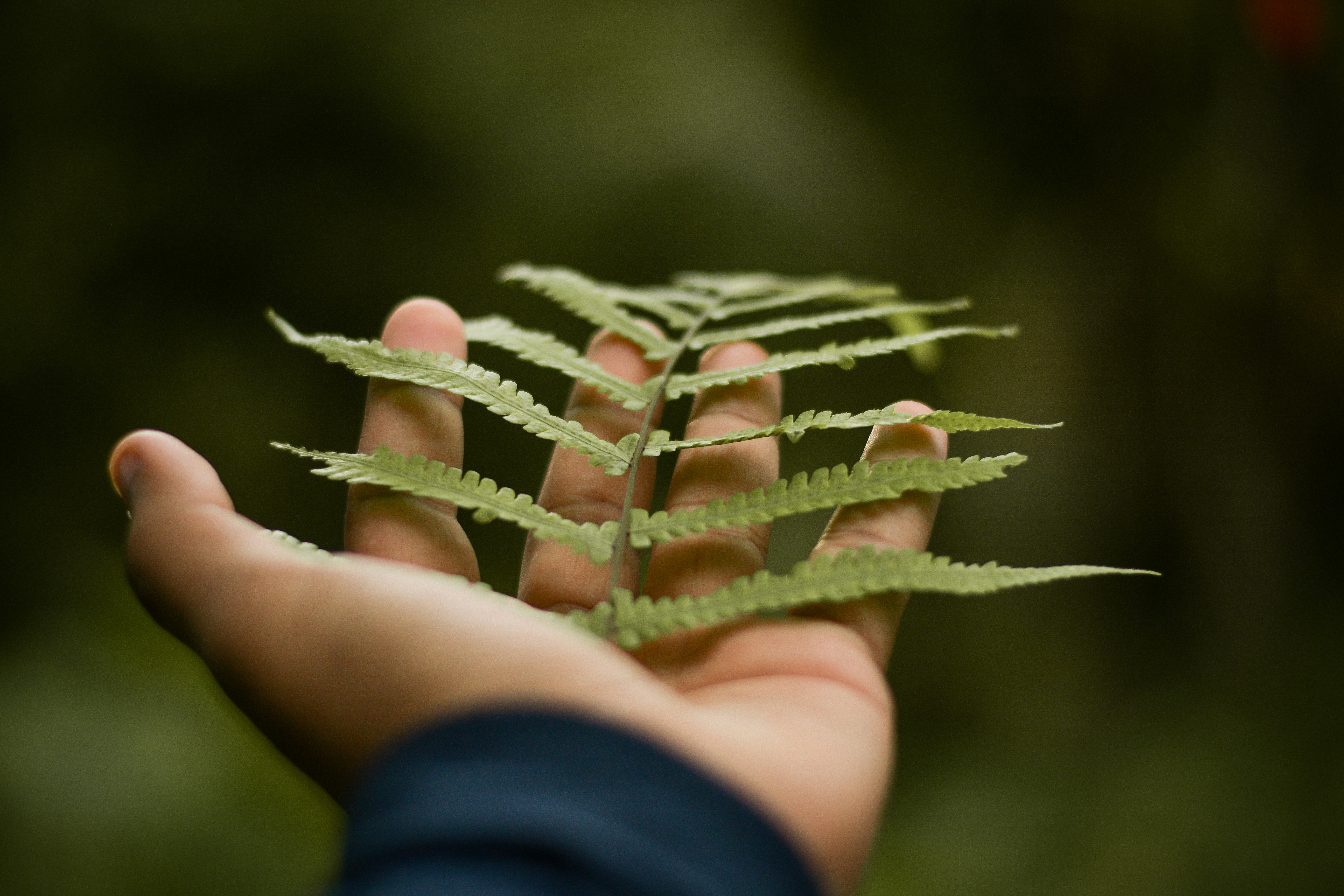 Una persona sosteniendo una planta en la mano foto – Imagen de Flores ...