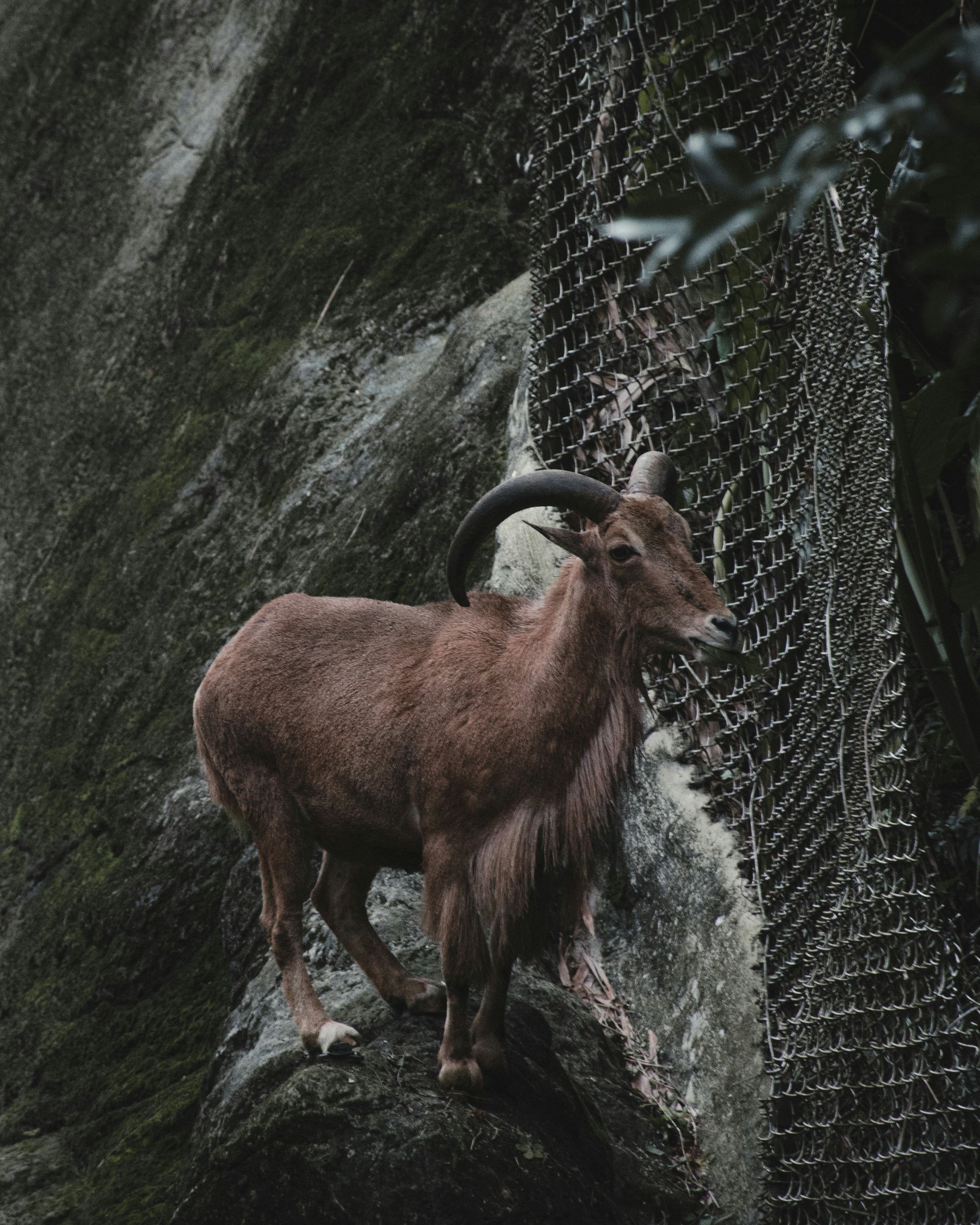 a goat standing on a rock next to a chain link fence