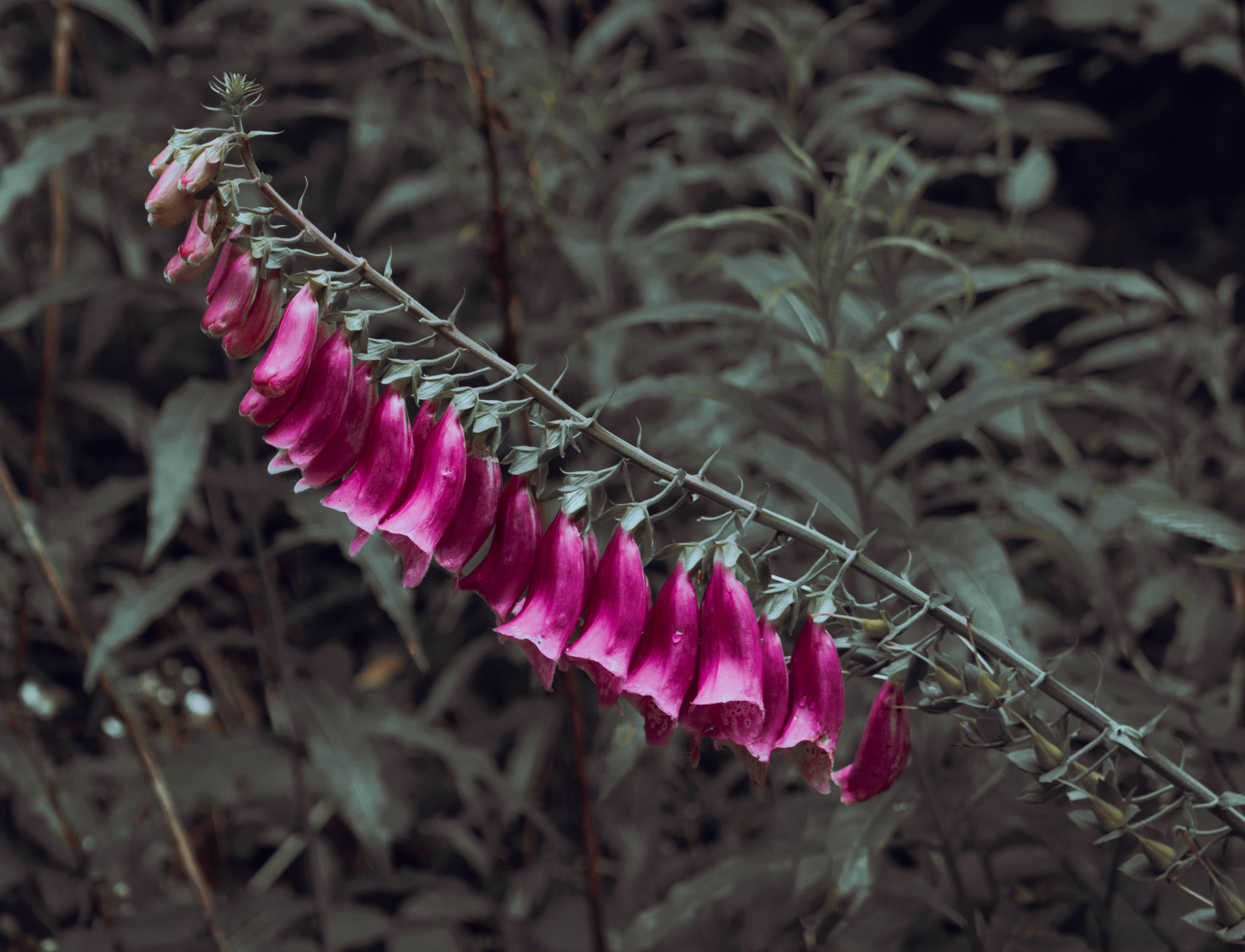 Pink Lupin Flowers