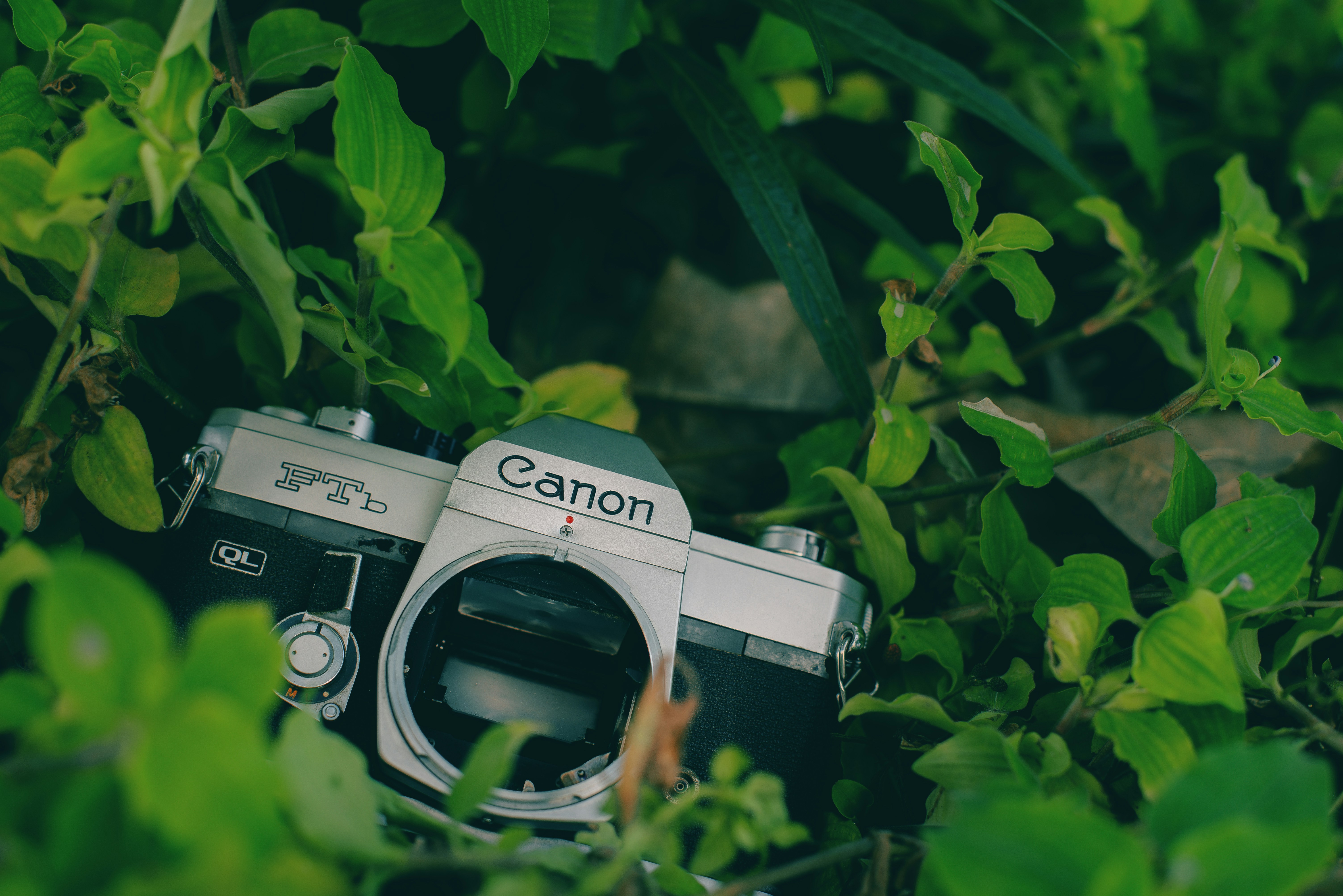 Vintage Canon camera nestled among lush green foliage, evoking nostalgia and the passage of time.