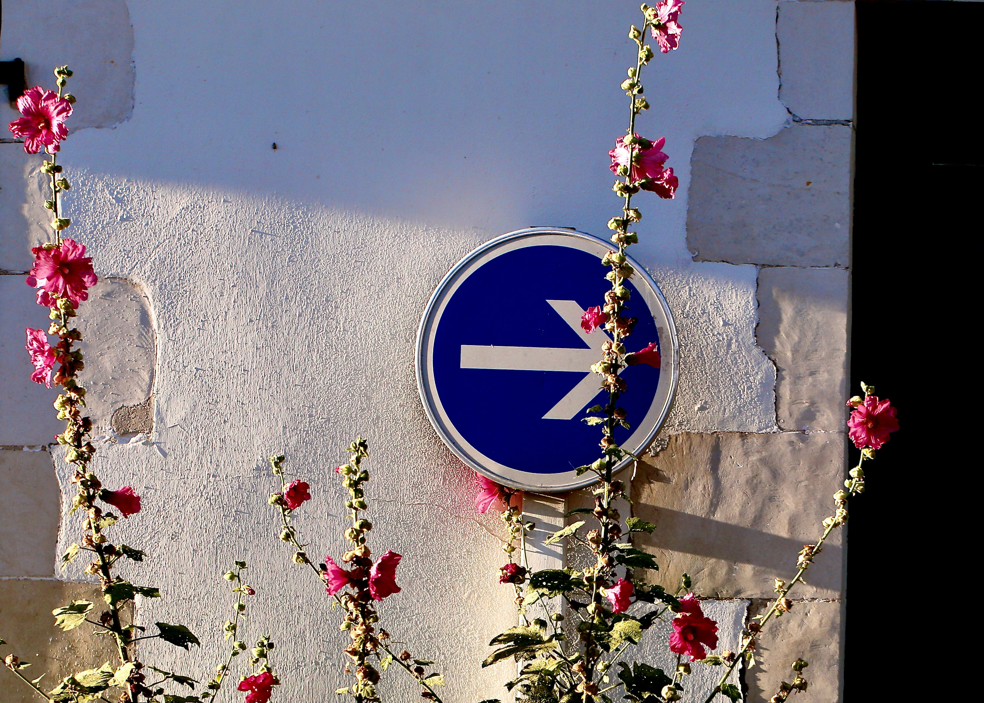 A blue directional sign partially obscured by vibrant pink hollyhocks against a textured wall. The contrast highlights the intersection of nature and urban elements.