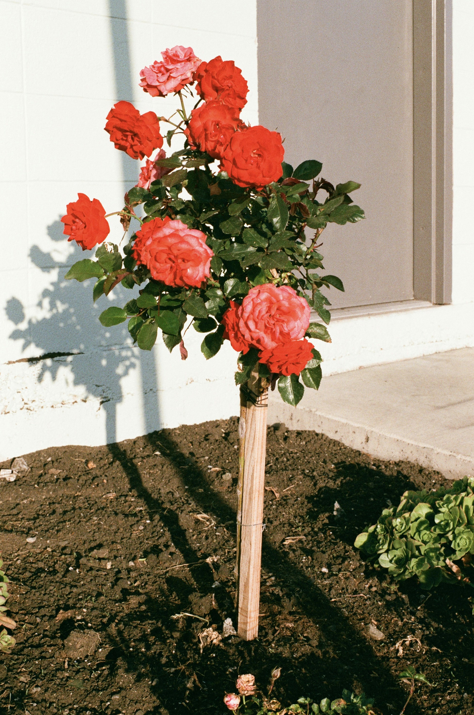 Vibrant red roses bloom on a small tree, casting shadows on the soil beneath. A subtle backdrop of a building door adds context to this garden scene.