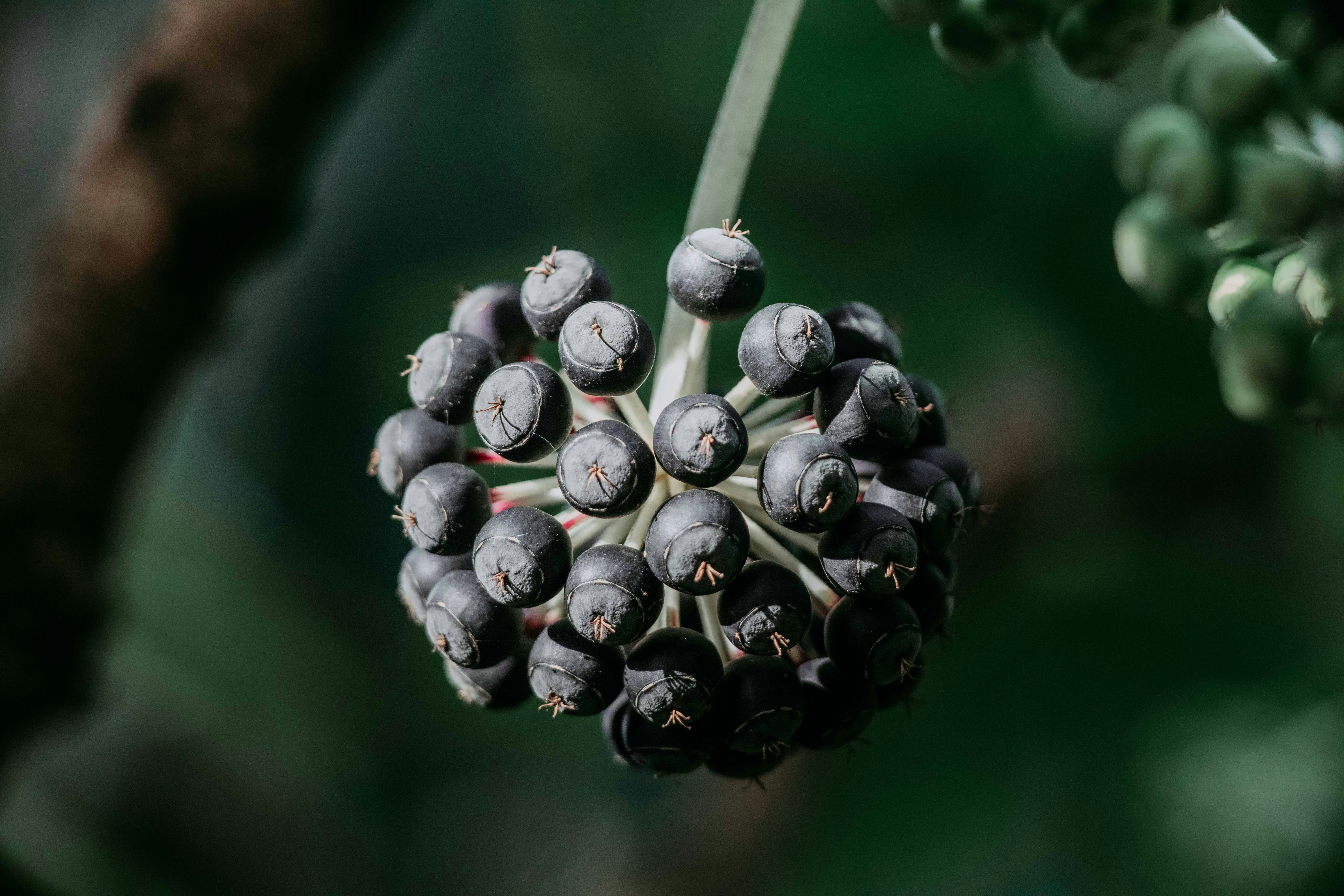 Cluster of midnight berries: a close-up of a hanging drupelet sphere
