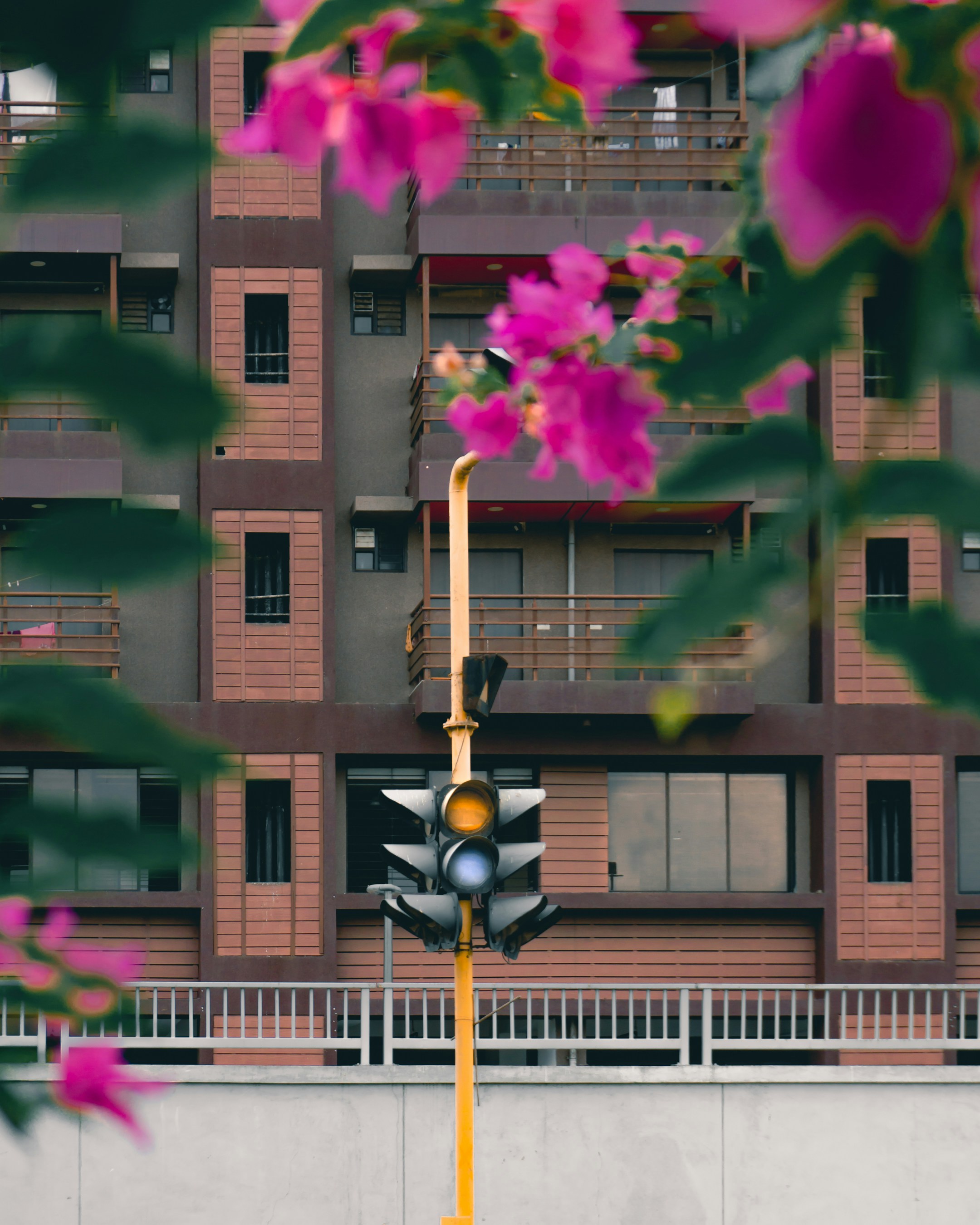 Urban light at the crossroads: a traffic signal framed by pink petals