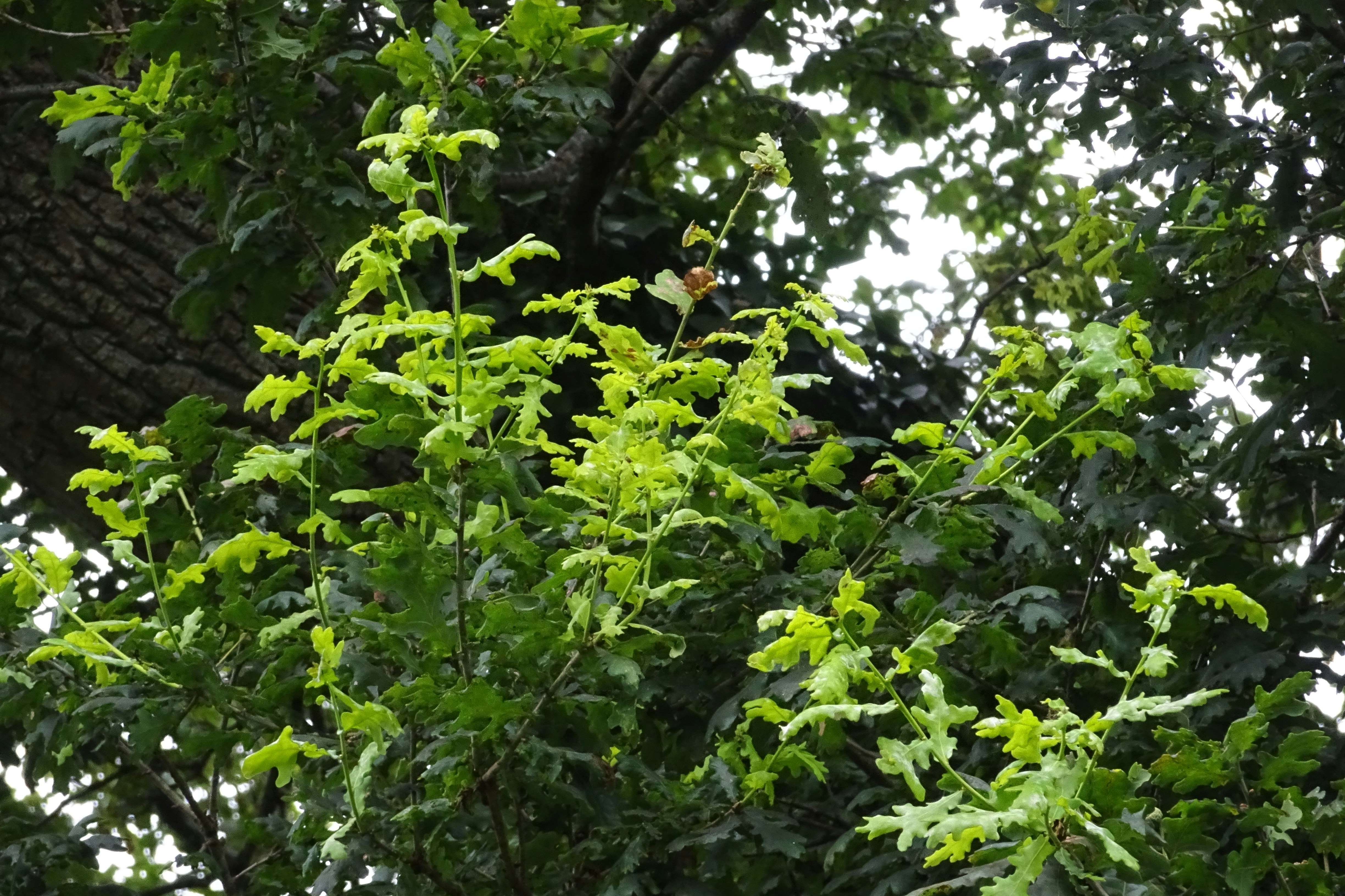 Vibrant green oak leaves basking in filtered sunlight, framed by the texture of a sturdy tree trunk above. 