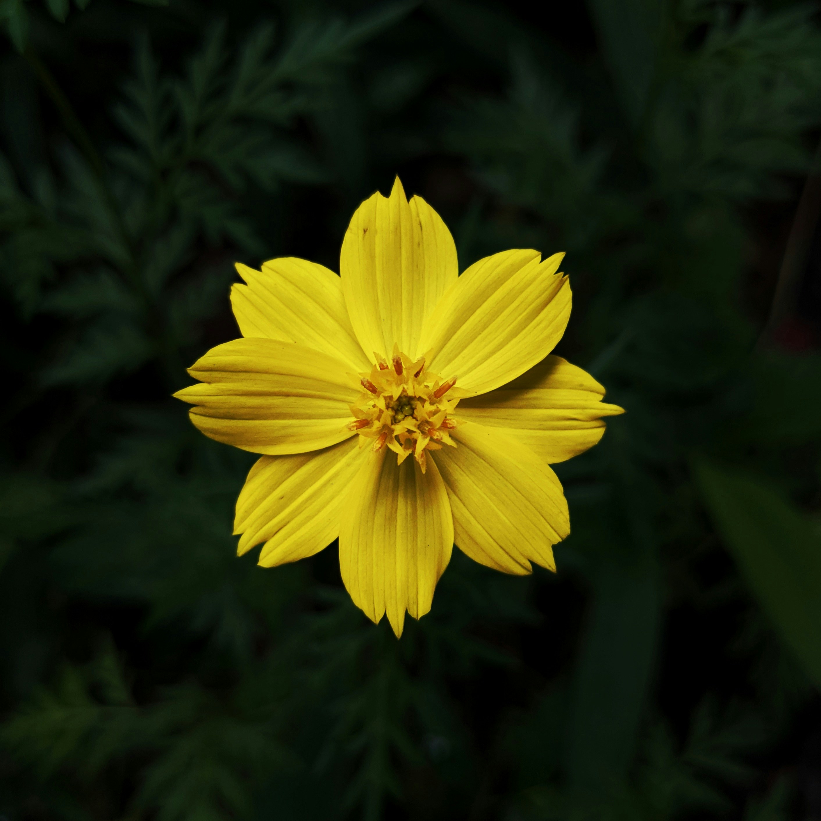 Light Yellow Pictures | Download Free Images on Unsplash