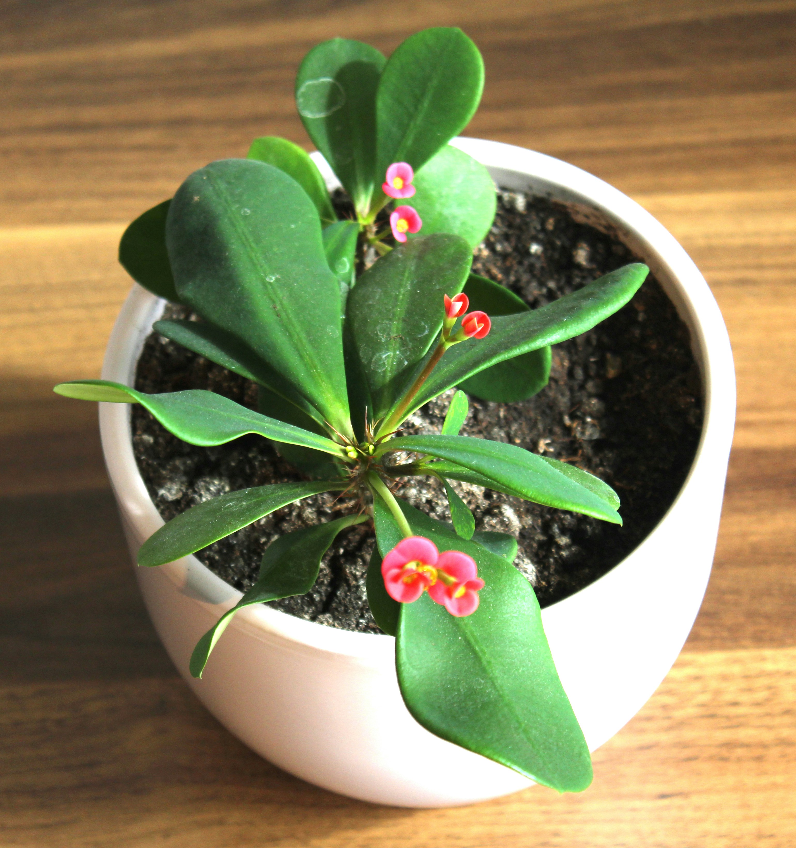 Pink-edged blooms crowning a compact potted succulent