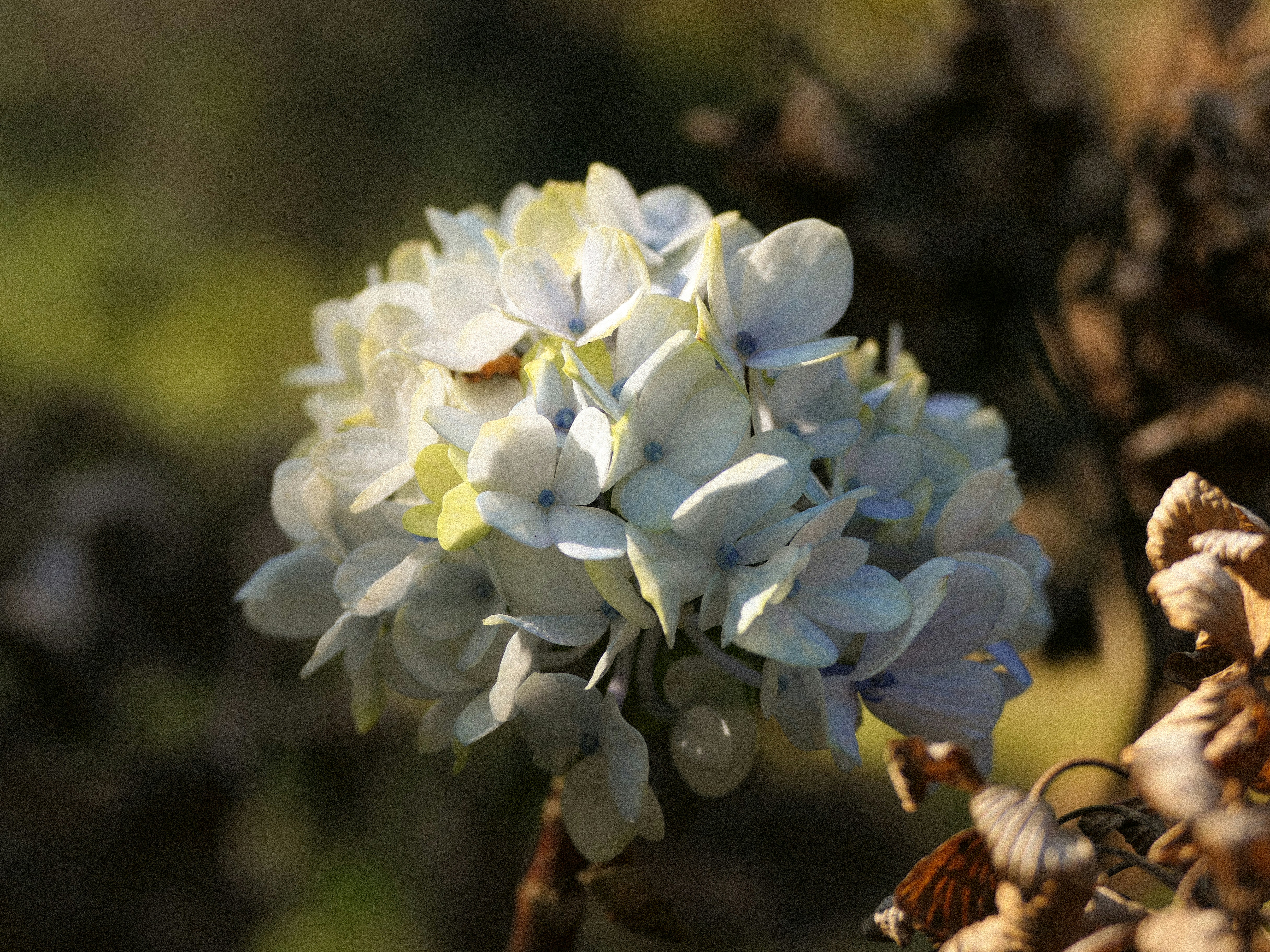a close up of a white flower on a plant