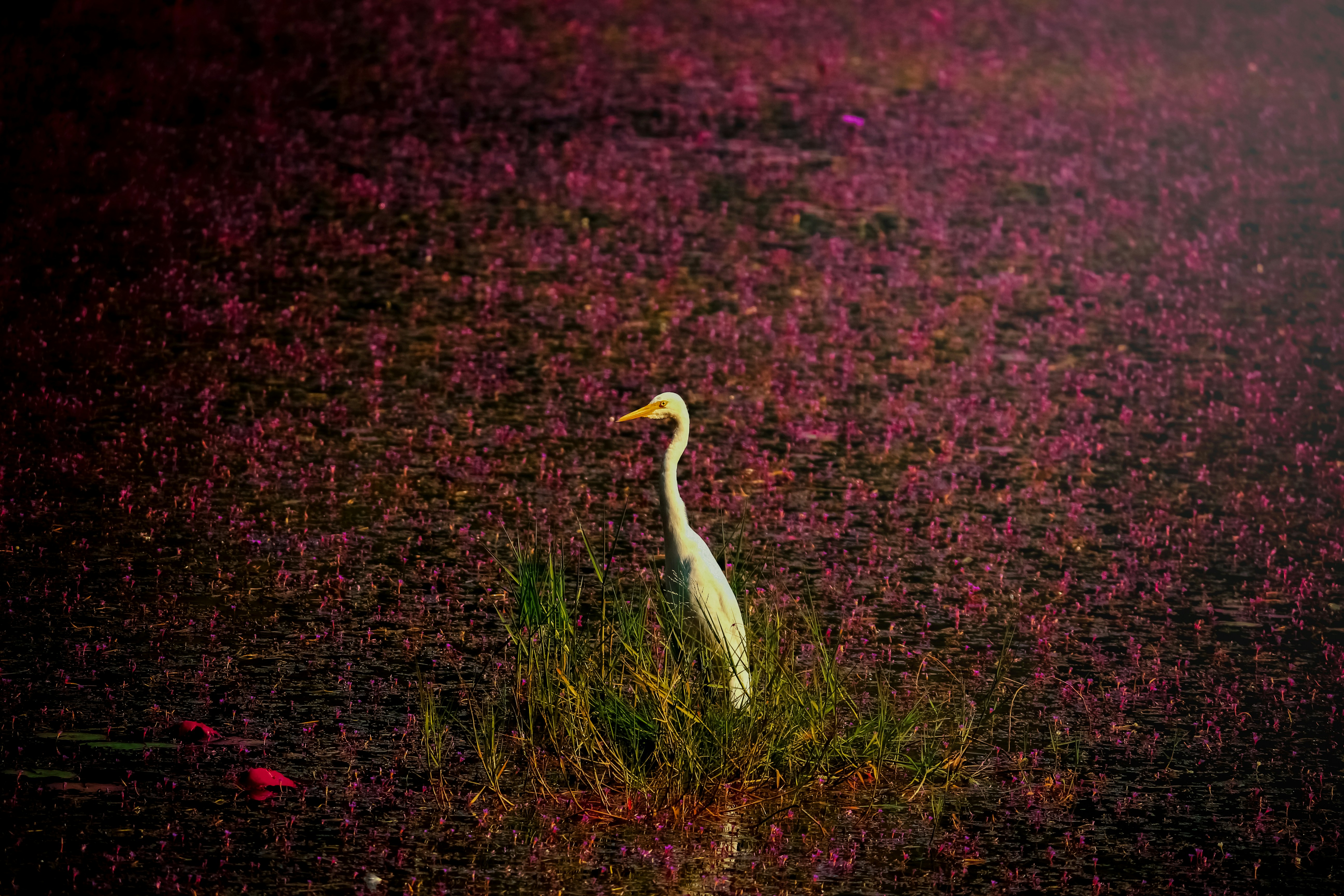 Egret on a Grass Tuft in a Magenta Waterscape
