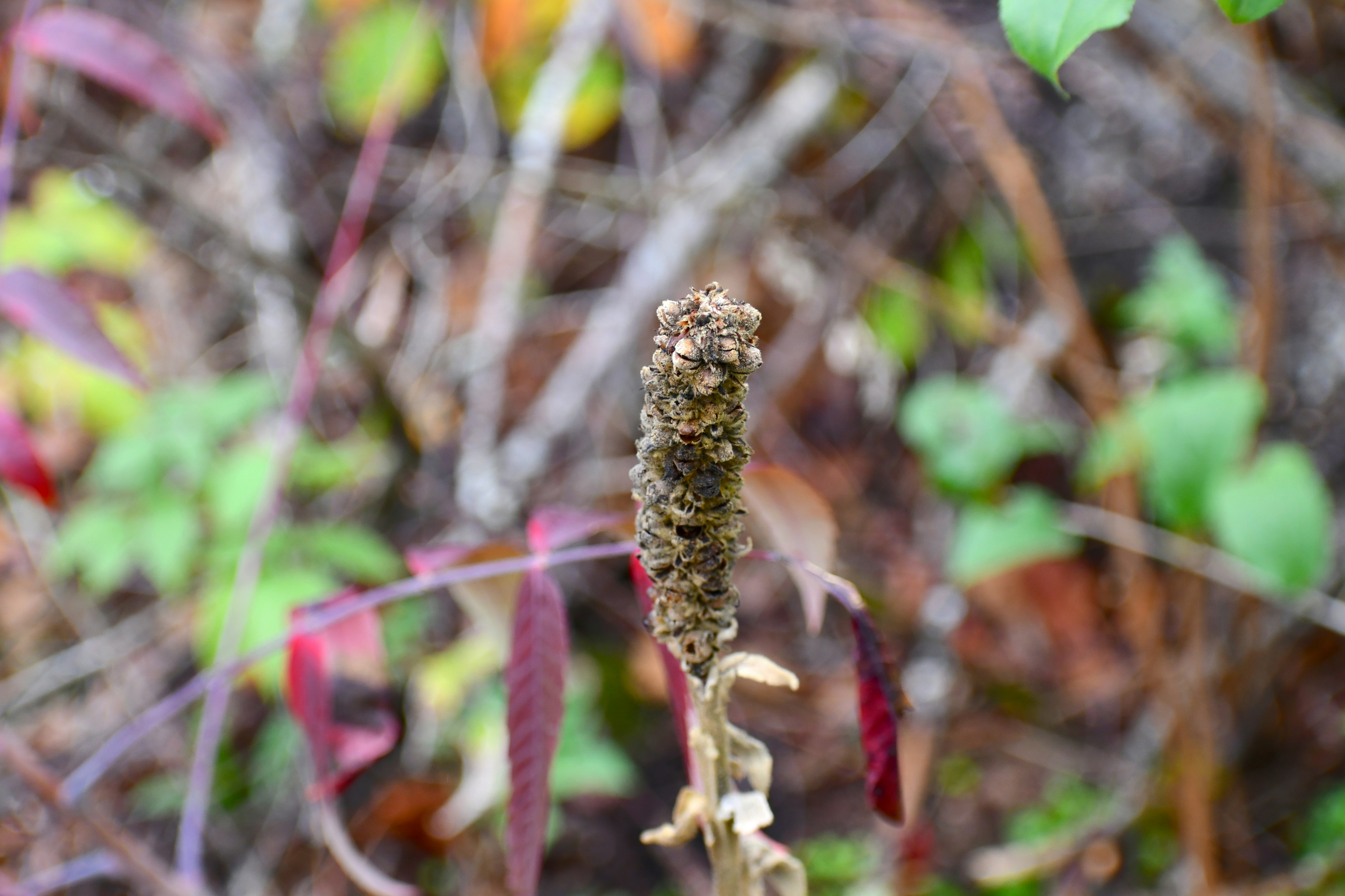 Seed Head Crown in a Quiet Fall Garden