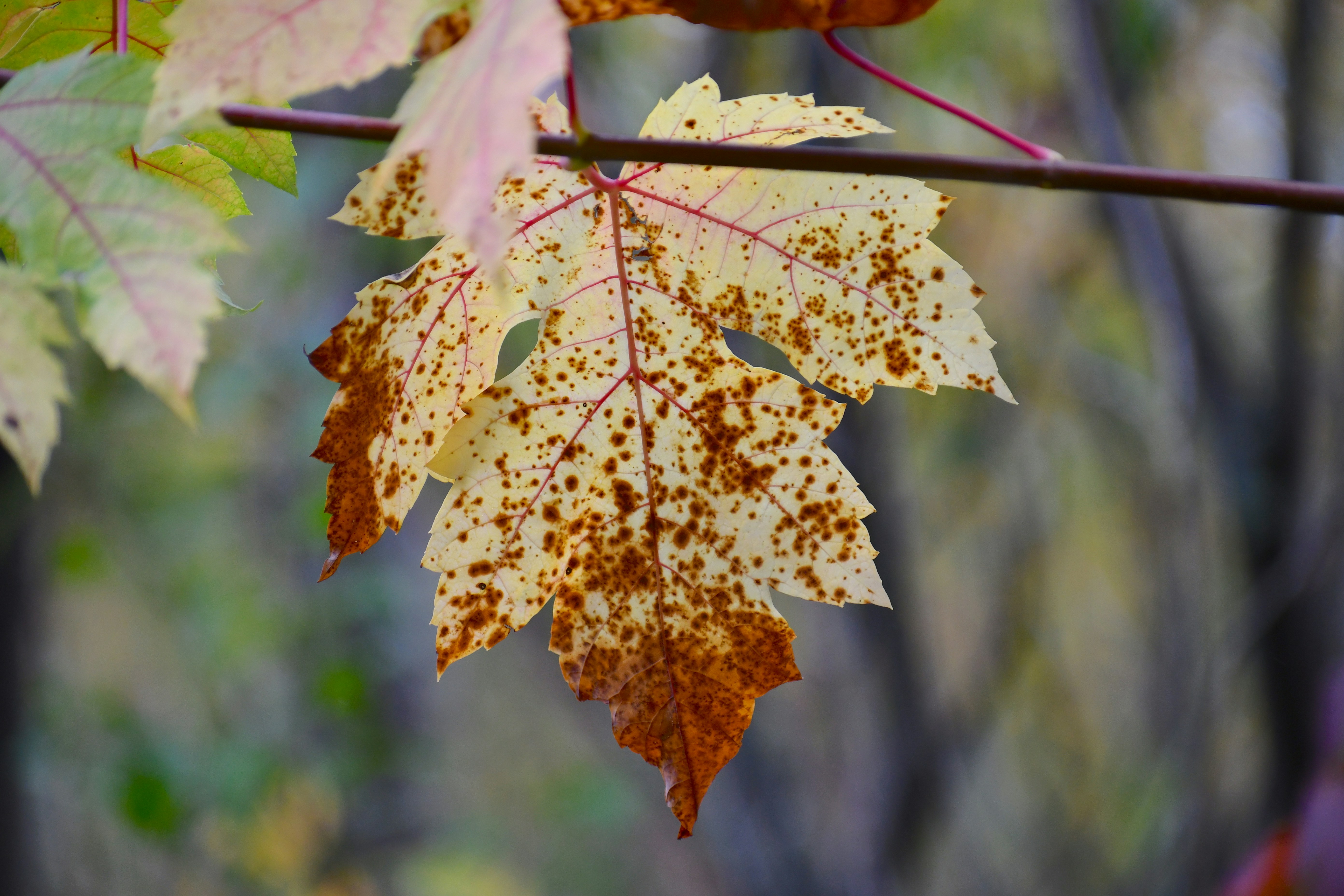 Freckled Maple Leaf in Focus: Autumn's Worn Edge