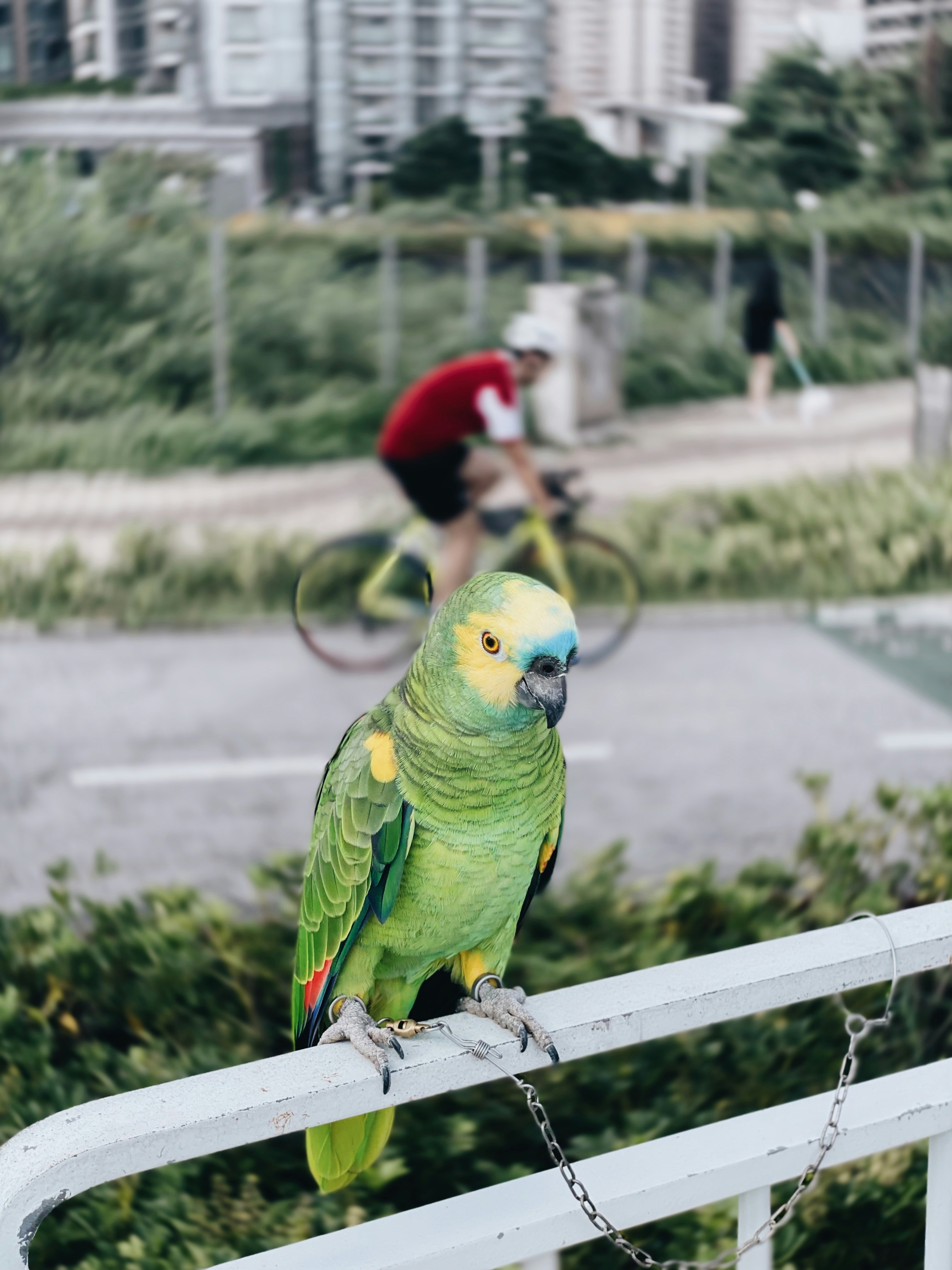 Vibrant green parrot perched on a railing with a cyclist in the background, showcasing the blend of nature and urban life.