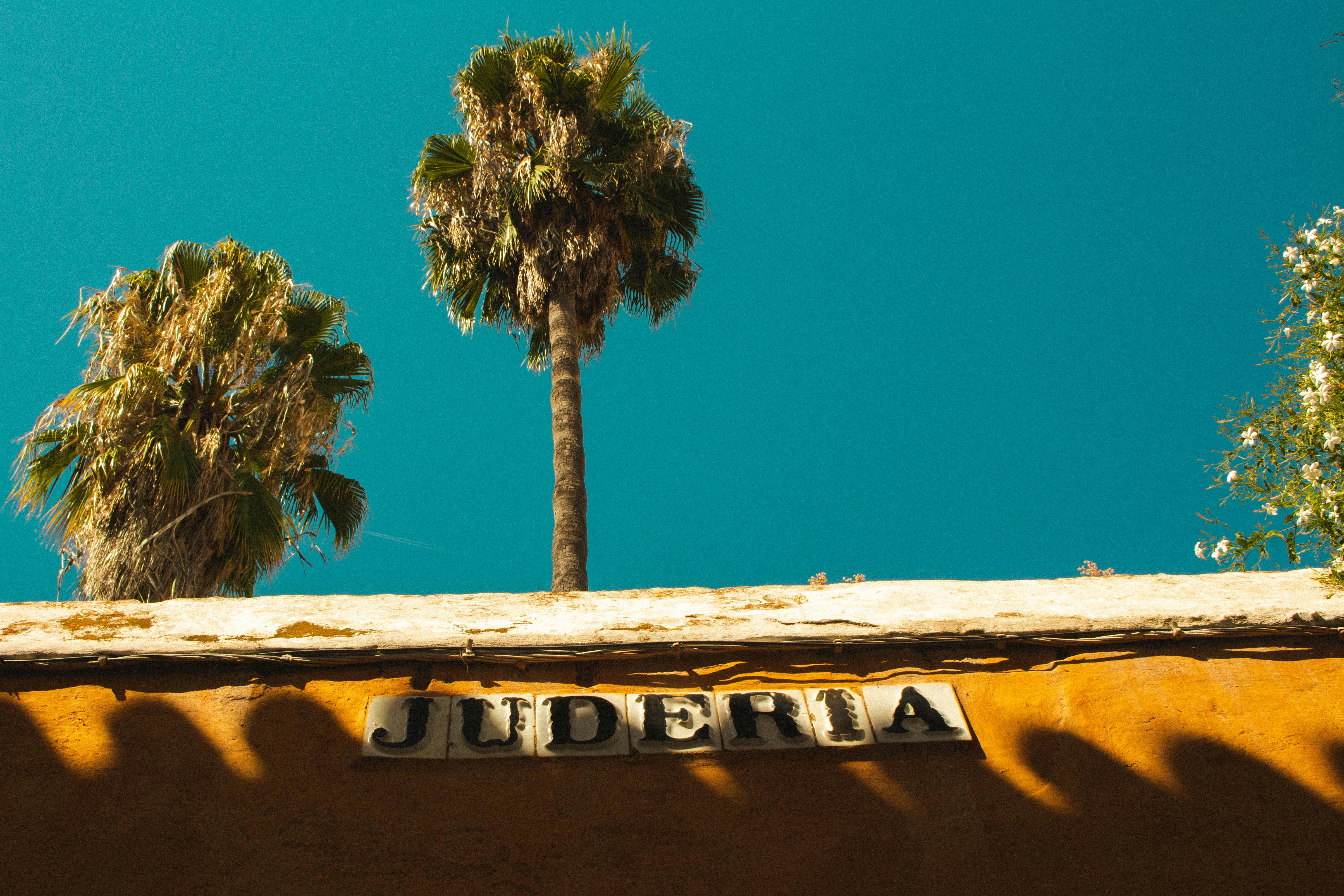Tall palm trees cast shadows on a rustic wall under a vibrant blue sky.
