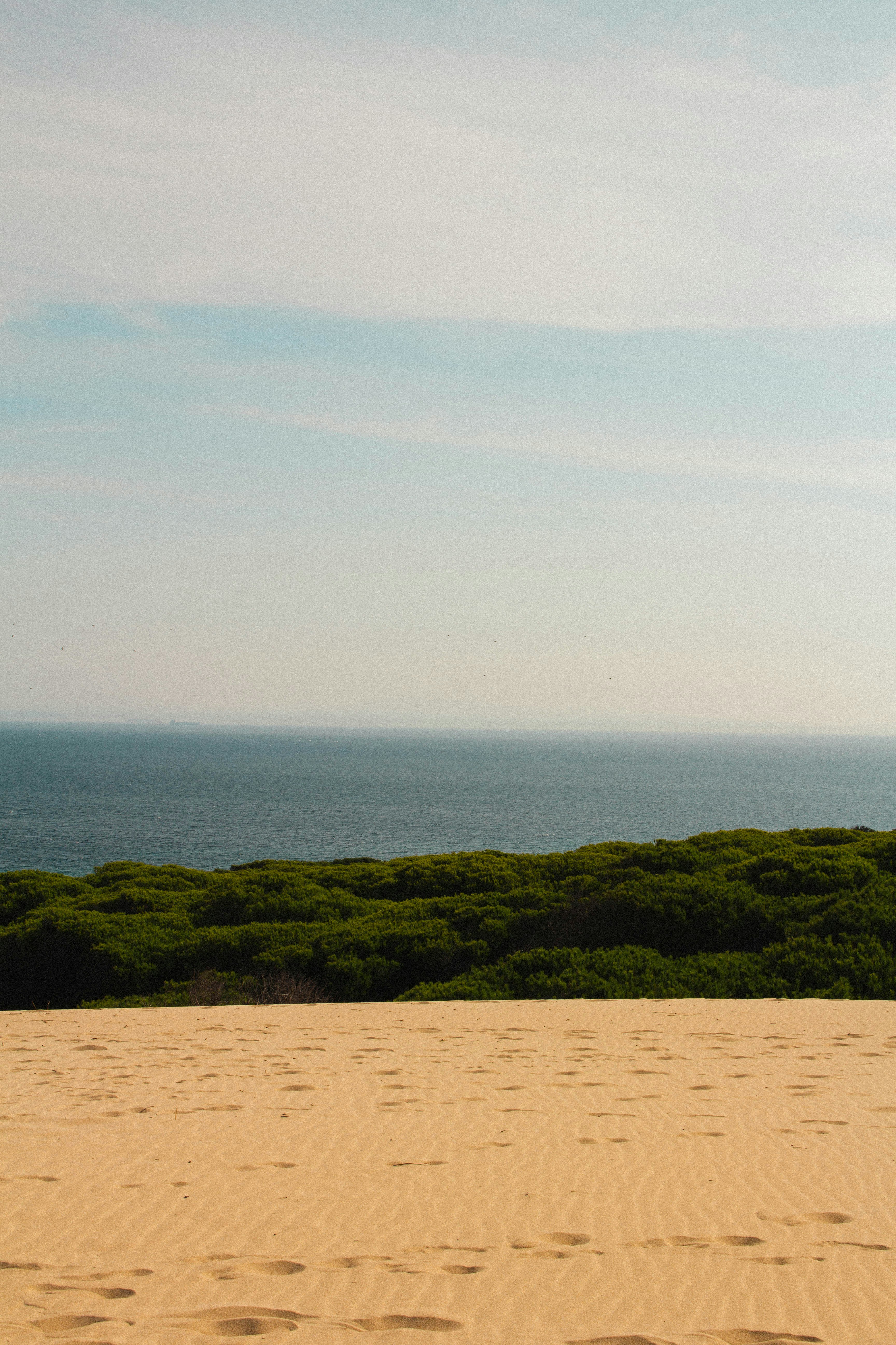 Dune Crest Meeting the Sea: Coastal Horizon under a Quiet Sky