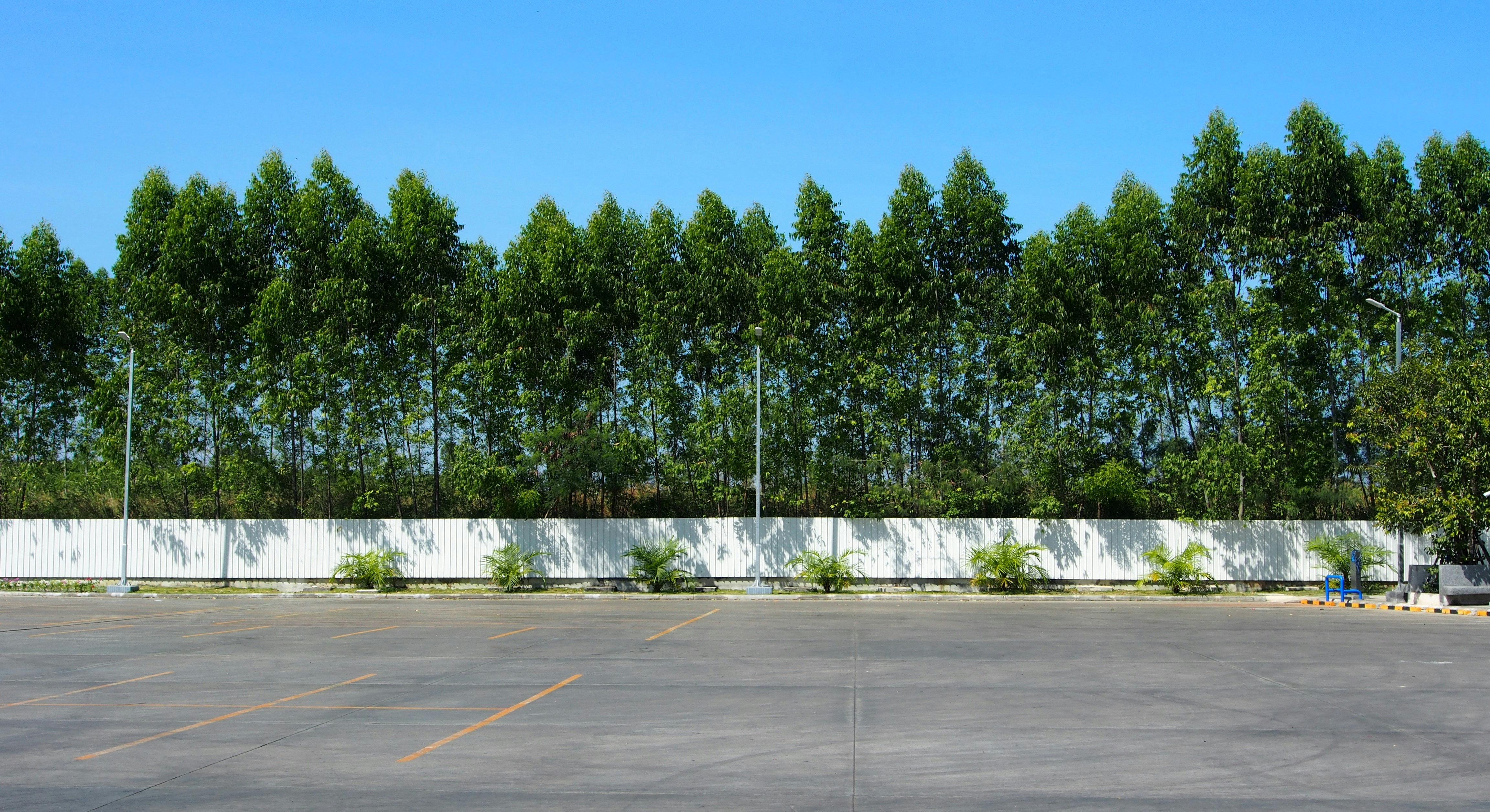 Urban Serenity: A Green Canopy Overhead