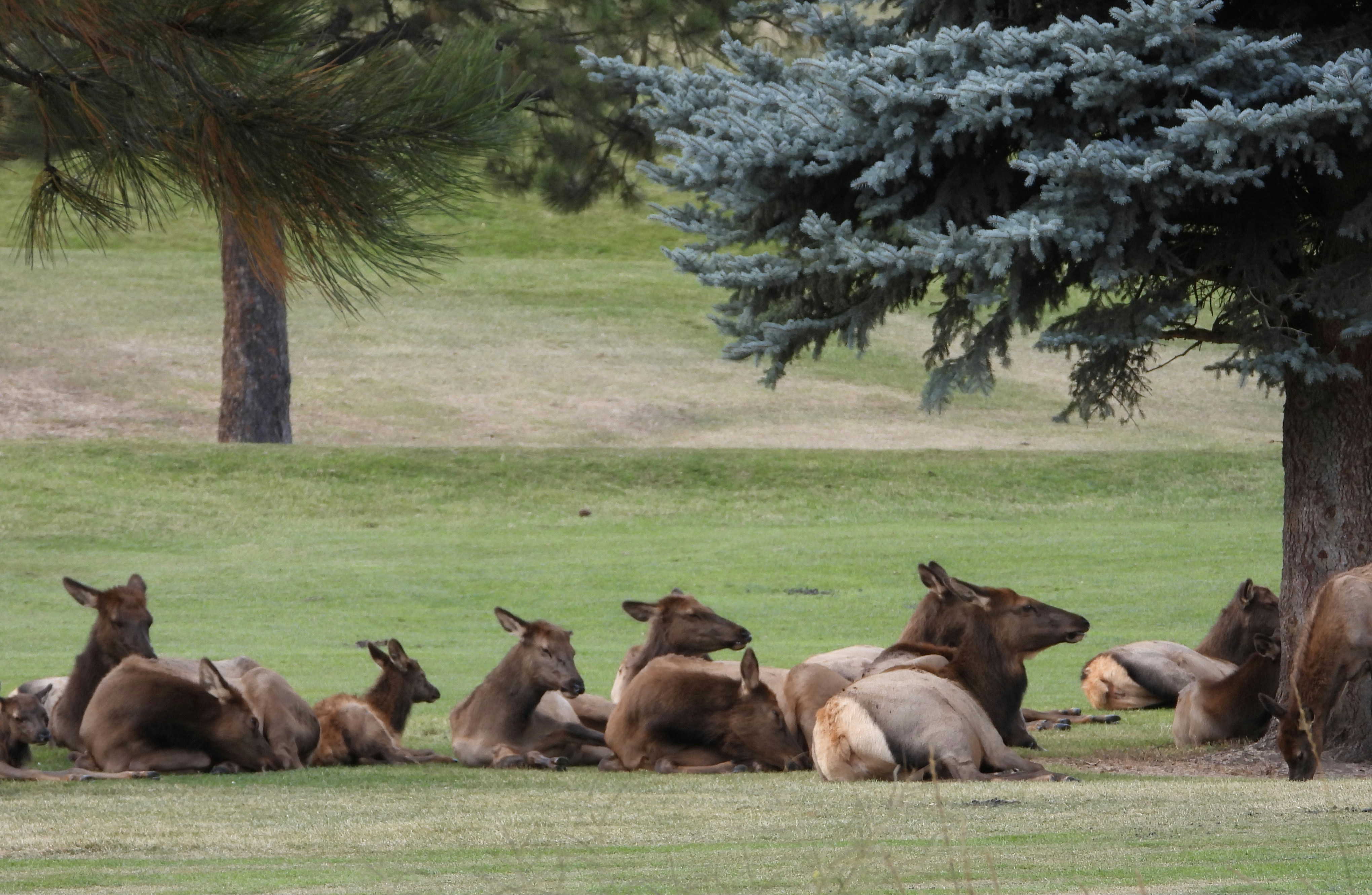 A herd of resting elk under a shady pine