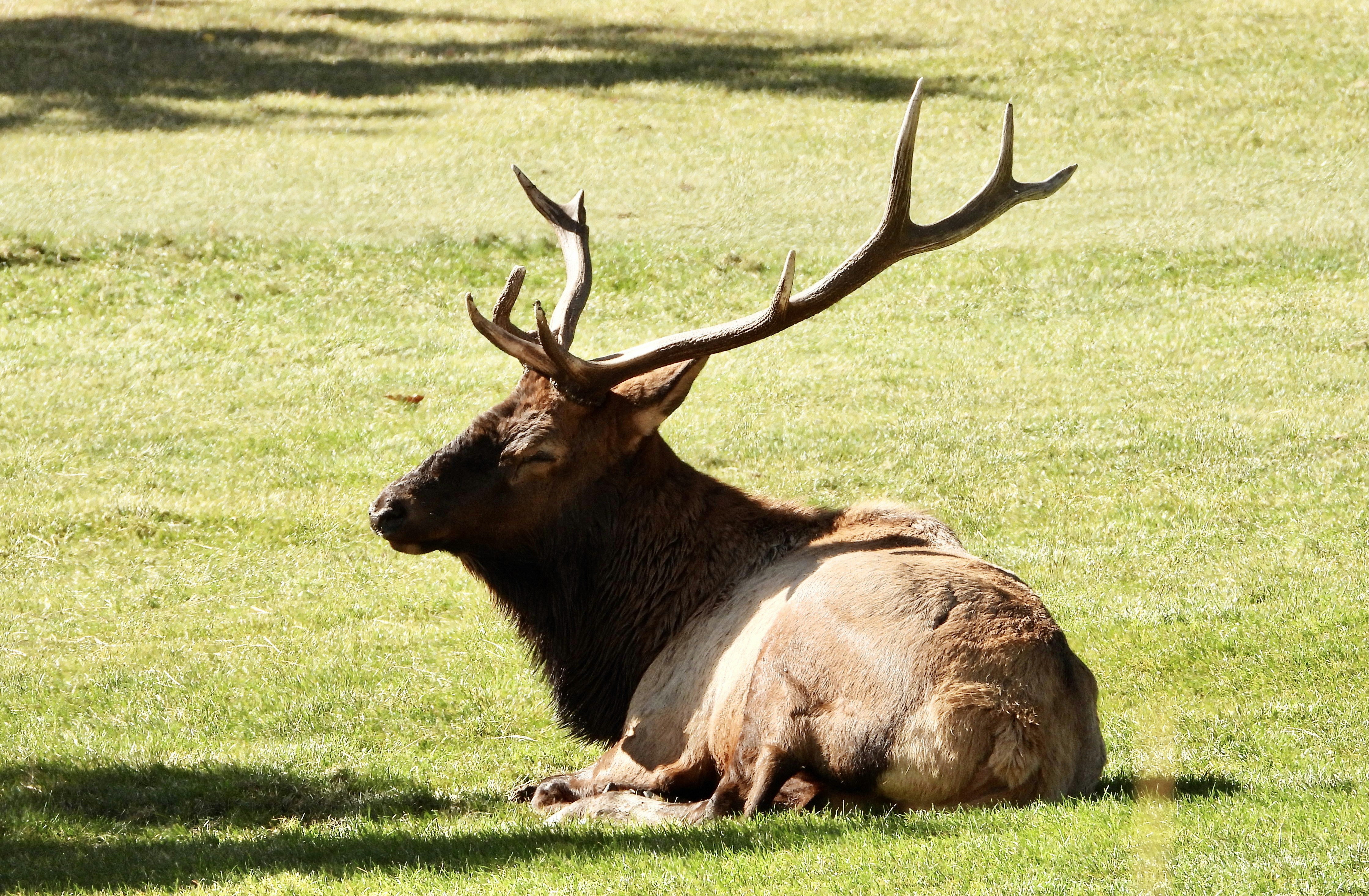 Sample photo from Nikon Coolpix P1000