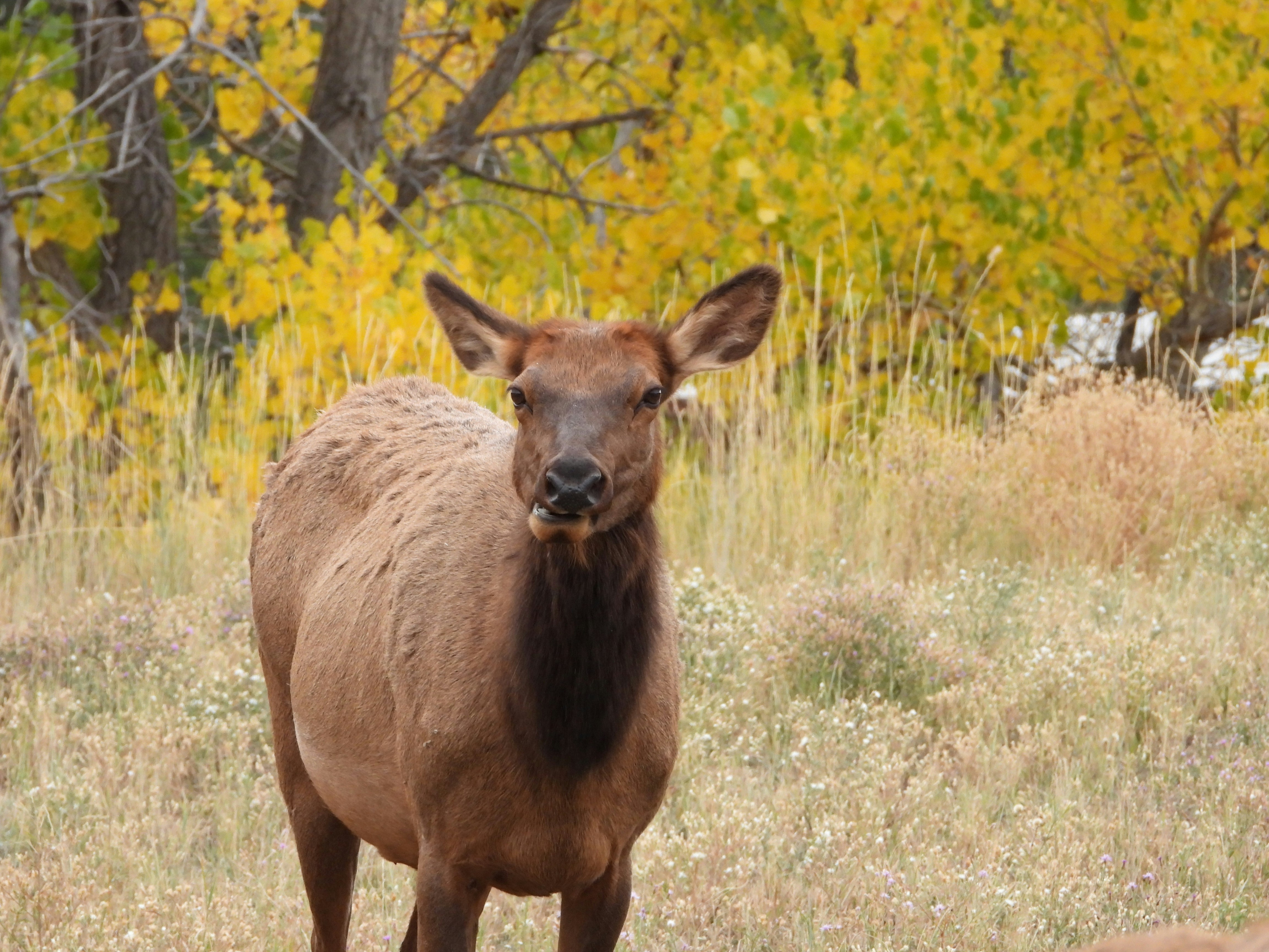 Autumn Gaze: Brown Deer Framed by Golden Aspens in a Quiet Meadow