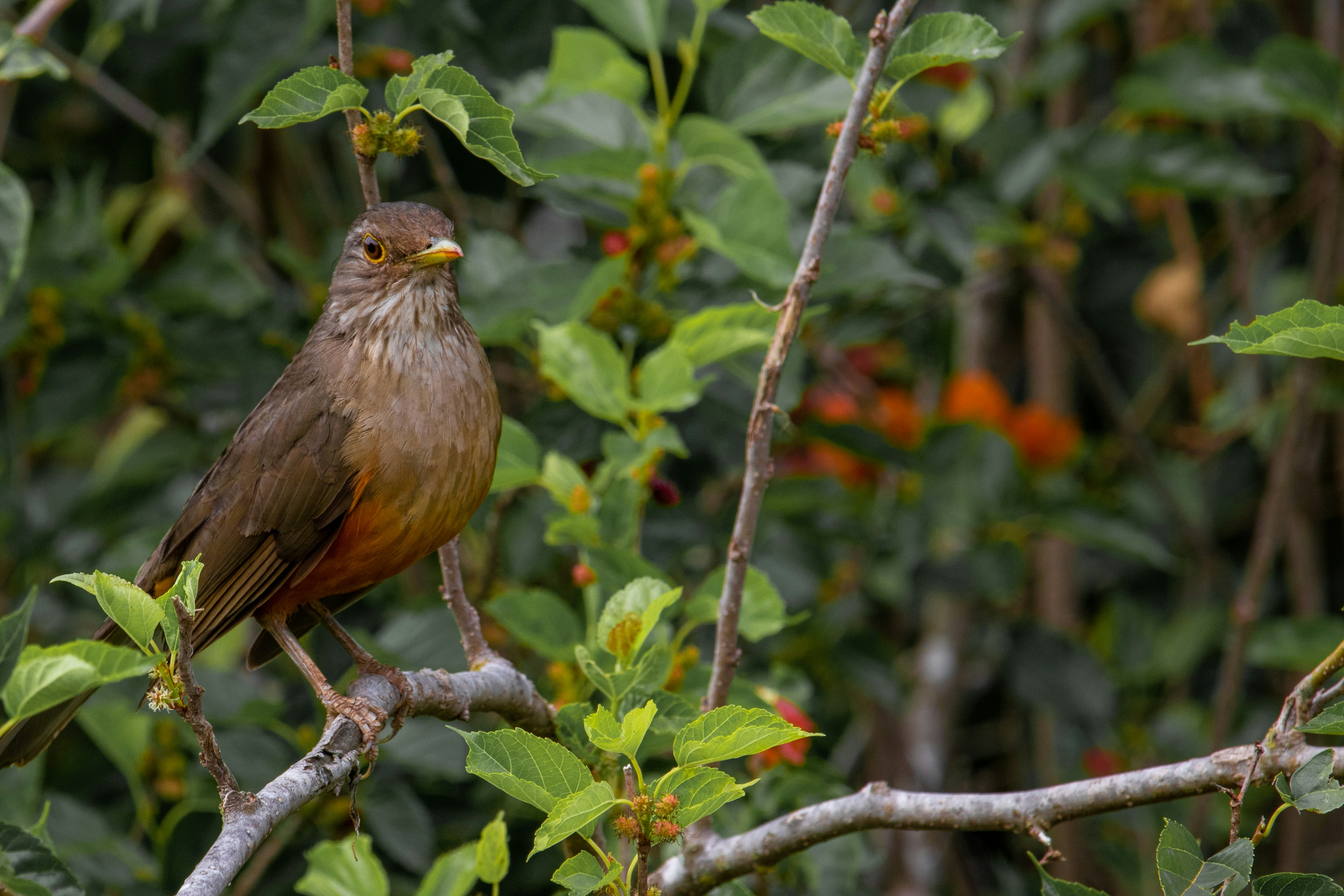 A bird perched on a branch surrounded by vibrant foliage, showcasing its intricate plumage and keen gaze.