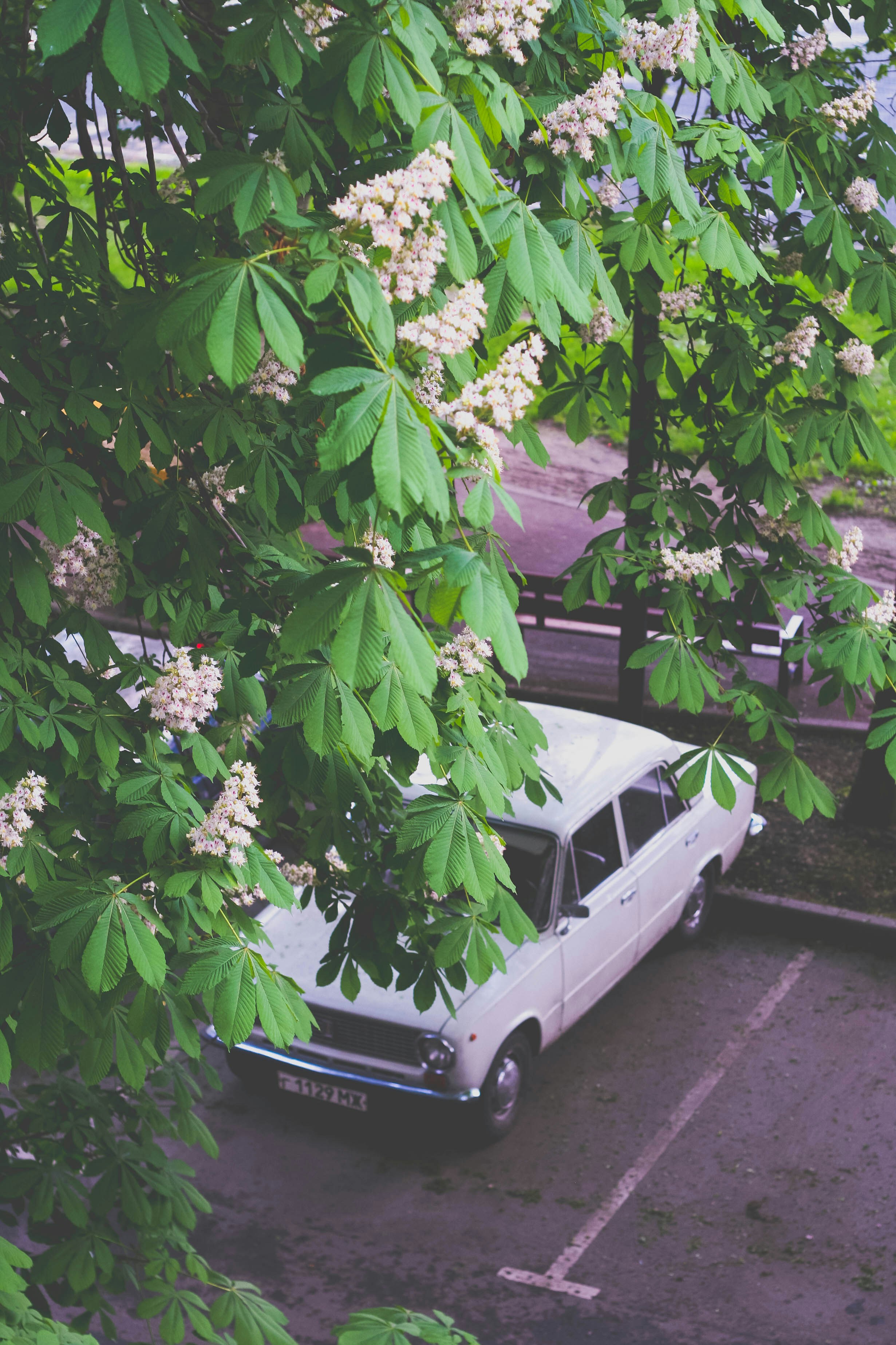 a white car parked in a parking lot next to a tree
