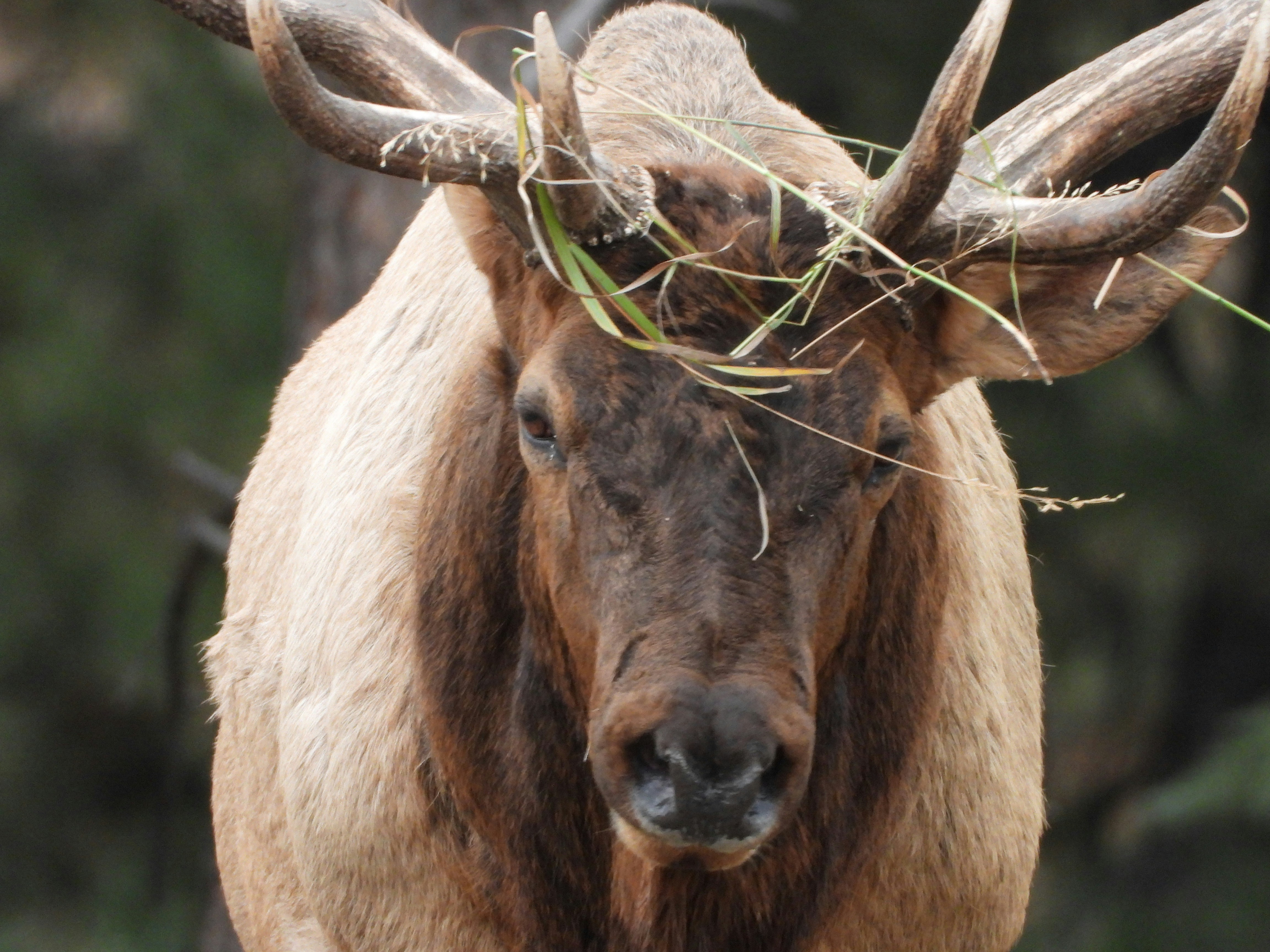 Forest Gaze: A Moose Portrait Framed by Antlers and Grass