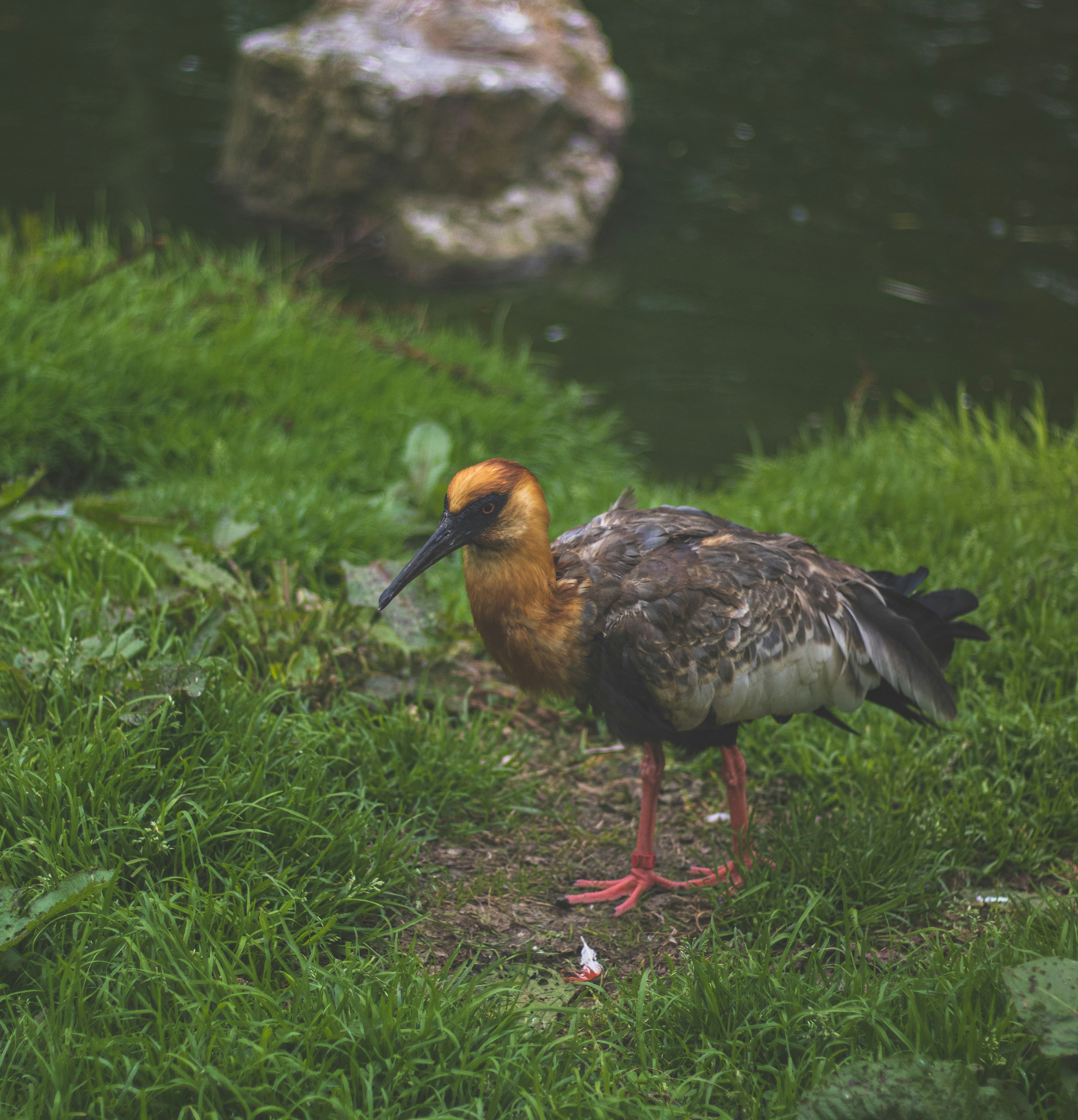 Crimson-Necked Wader Pauses on Lush Verge