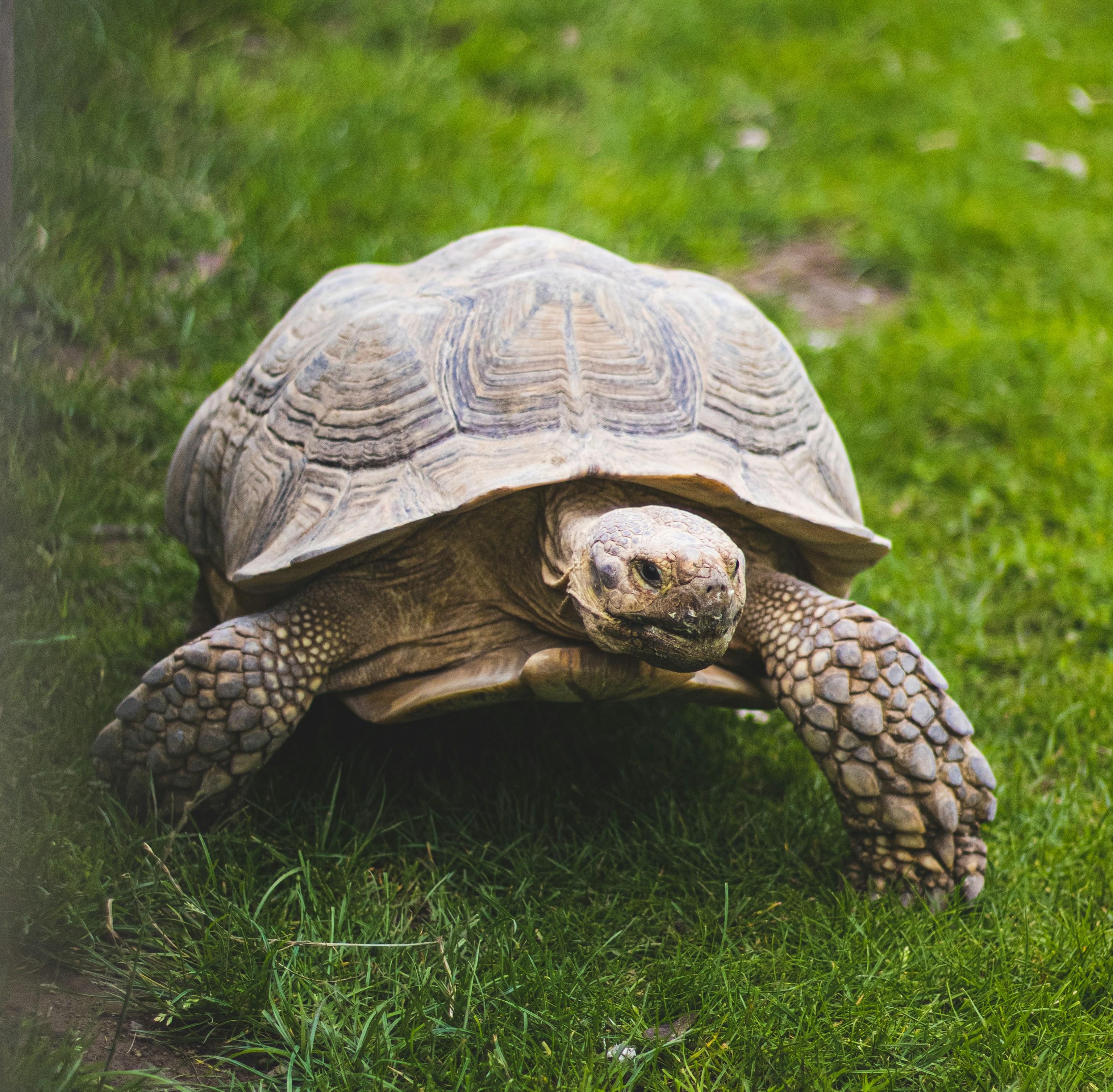 A large turtle walking across a lush green field photo – Free Animal ...