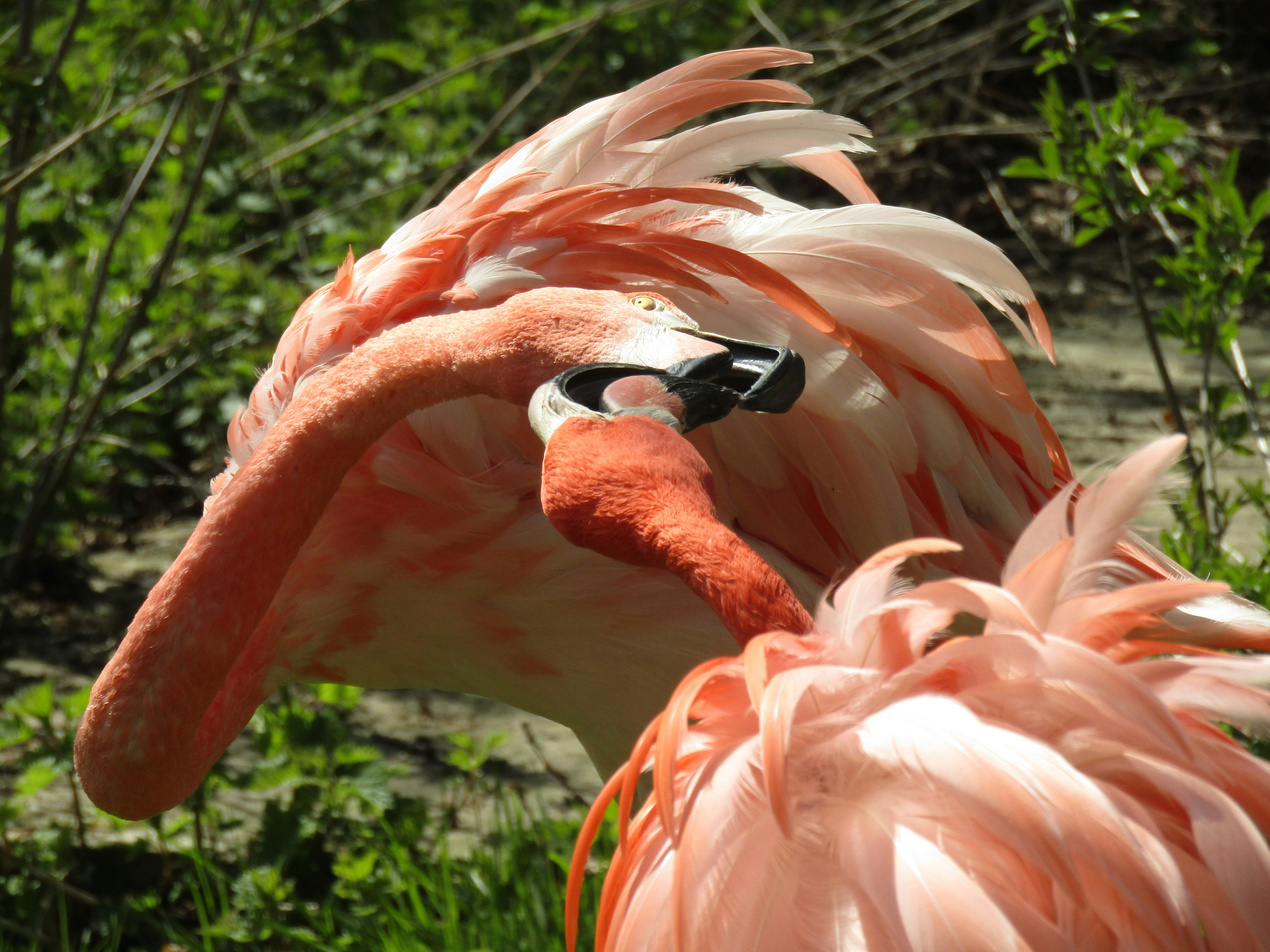 Two flamingos entwined, showcasing their vibrant pink feathers against a lush green backdrop.