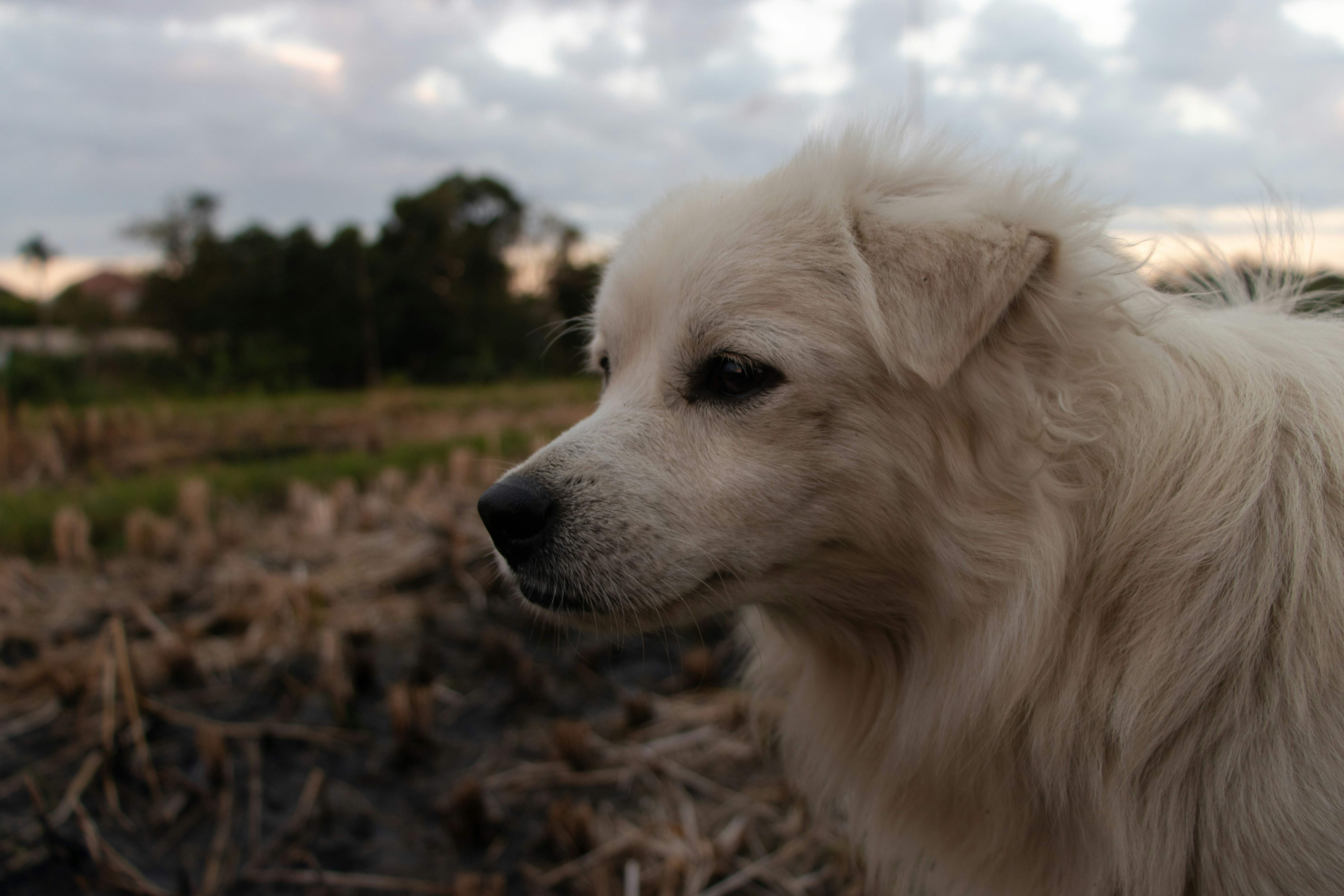 a white dog standing on top of a dry grass field